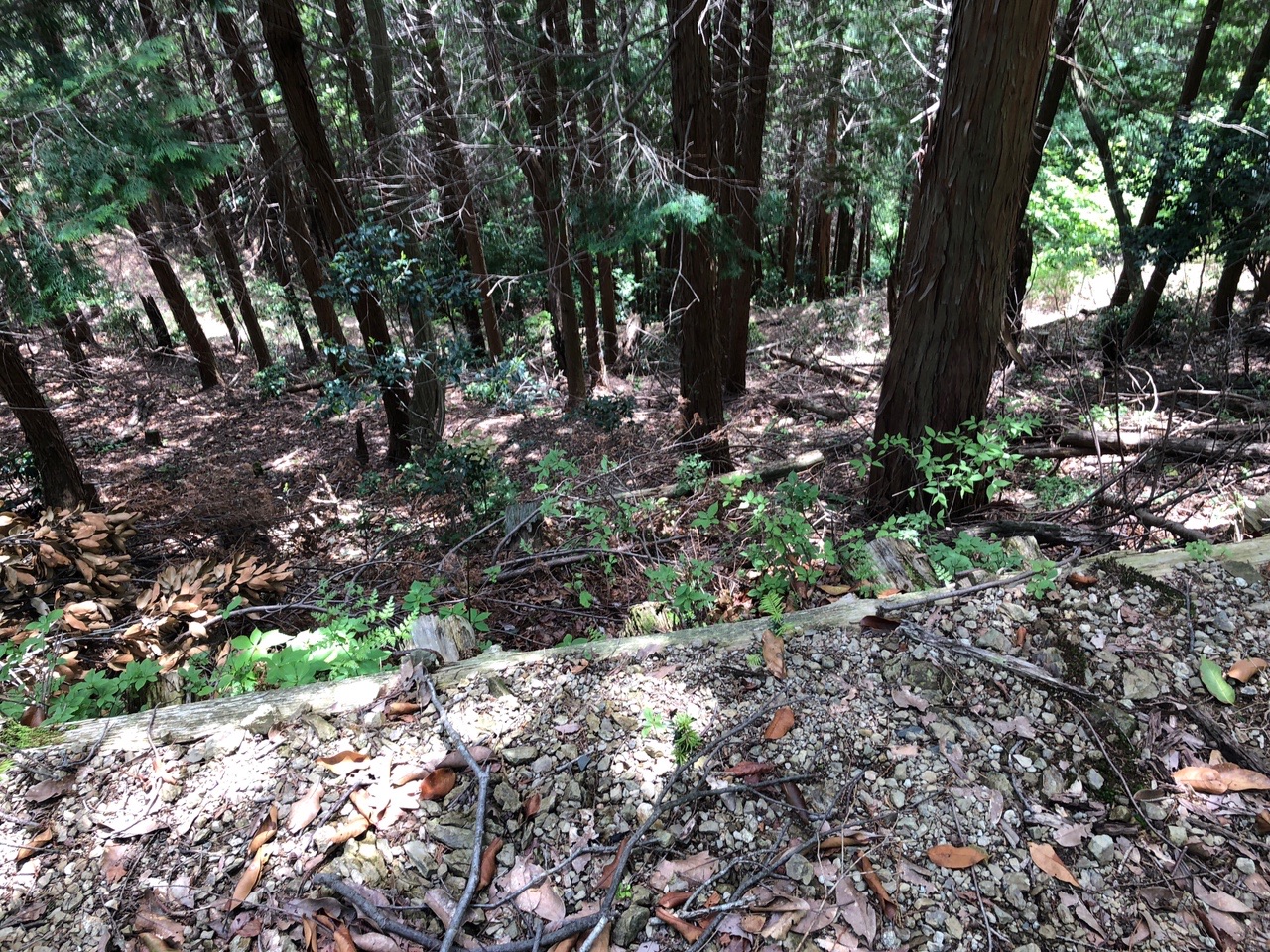 osamさんの投稿したフィールドメモ | YAMAP / ヤマップ