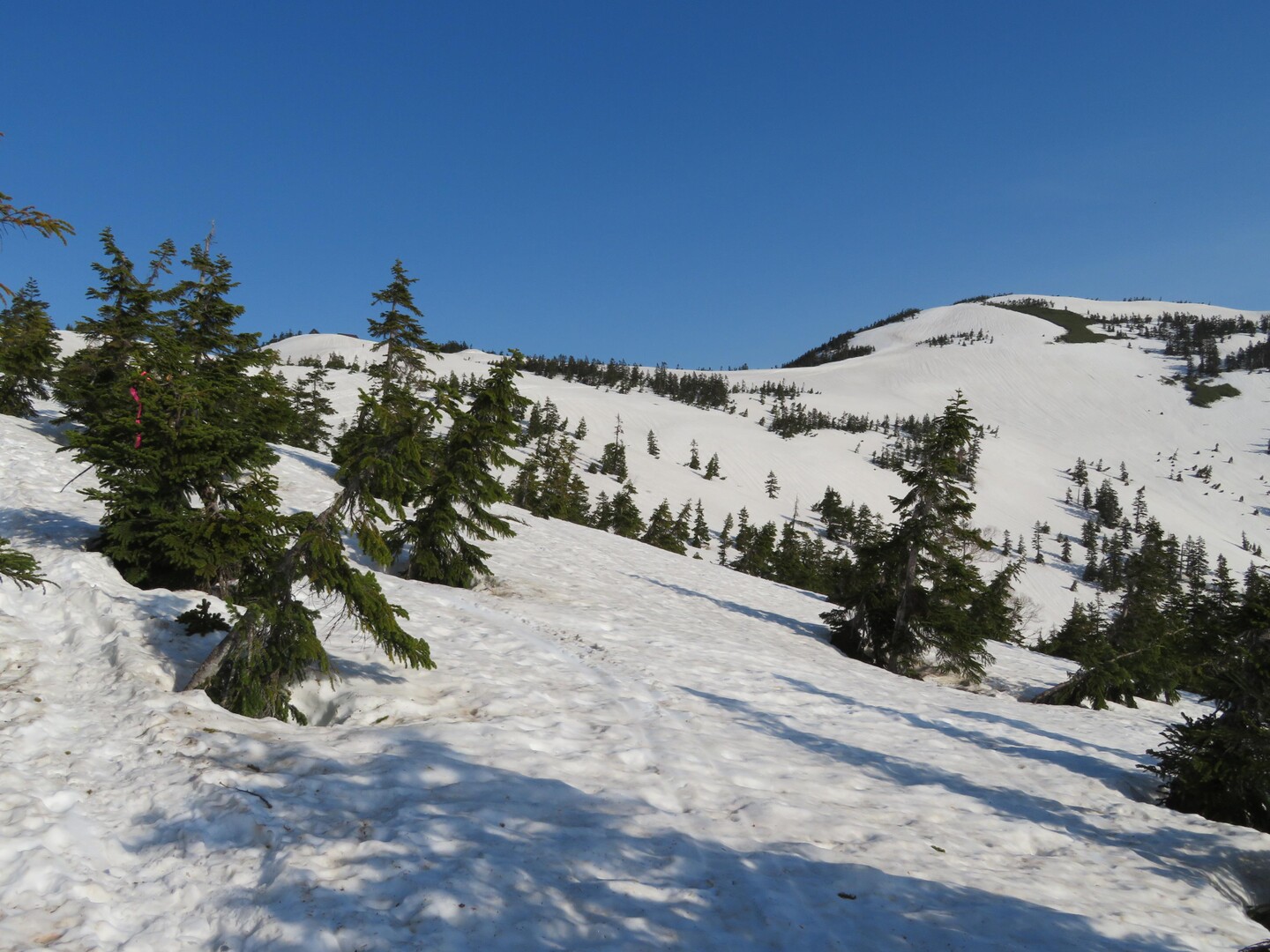 会津駒ヶ岳（滝沢登山口から往復）お手軽雪山ハイク / dokoikoさんの会津駒ヶ岳の活動データ | YAMAP / ヤマップ