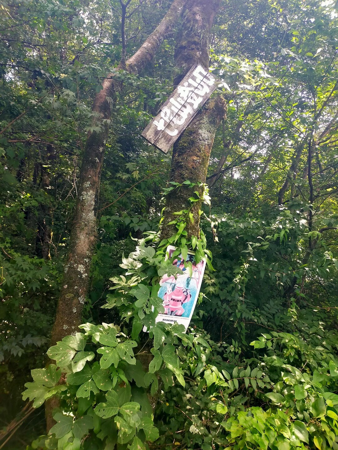 七尾山と山室湿原 / bunpakuさんの七尾山の活動データ | YAMAP / ヤマップ