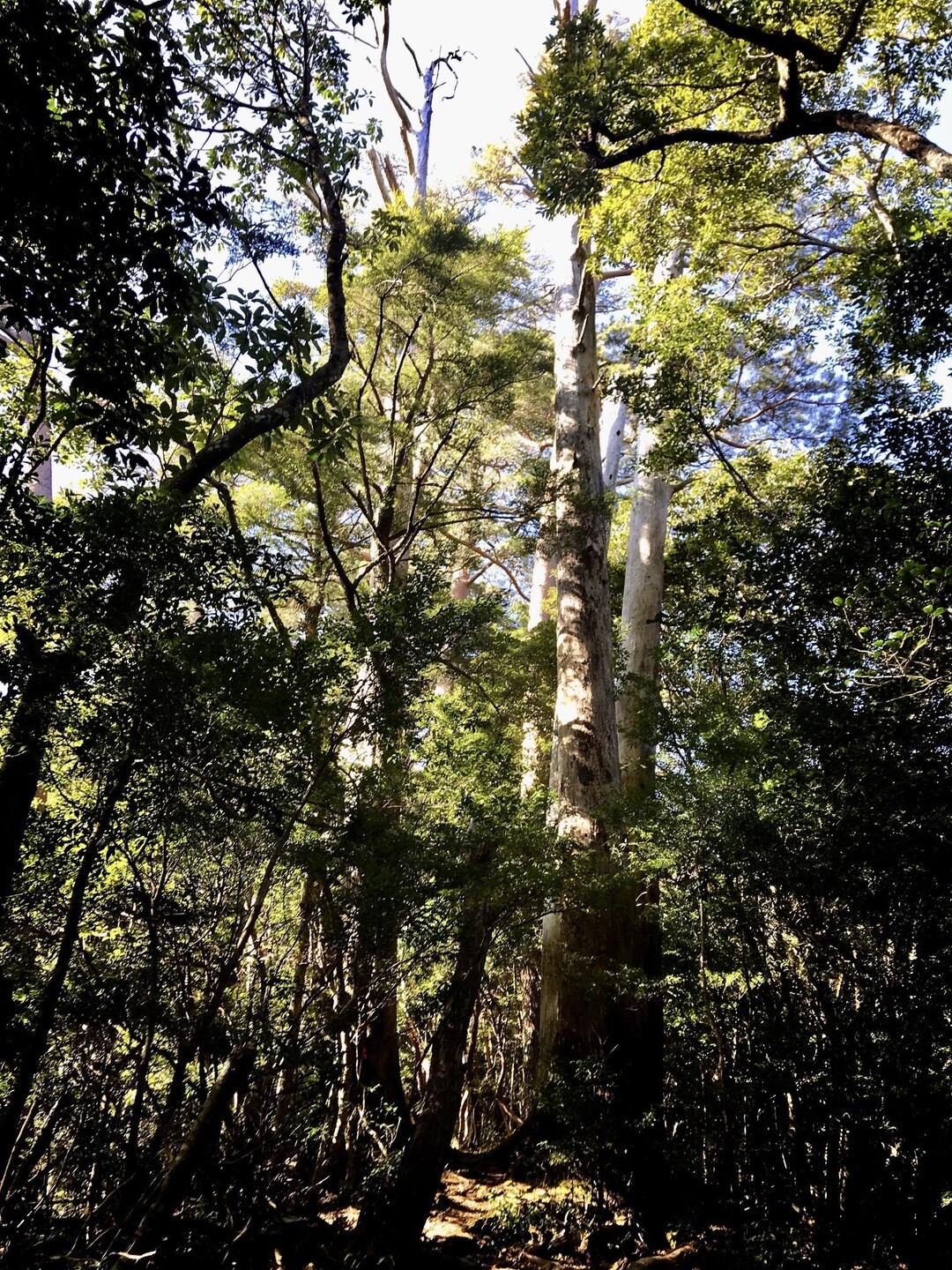 宮崎県のお山にオジャマ / Coki-aさんの尾鈴山・長崎尾・矢筈岳の活動データ | YAMAP / ヤマップ