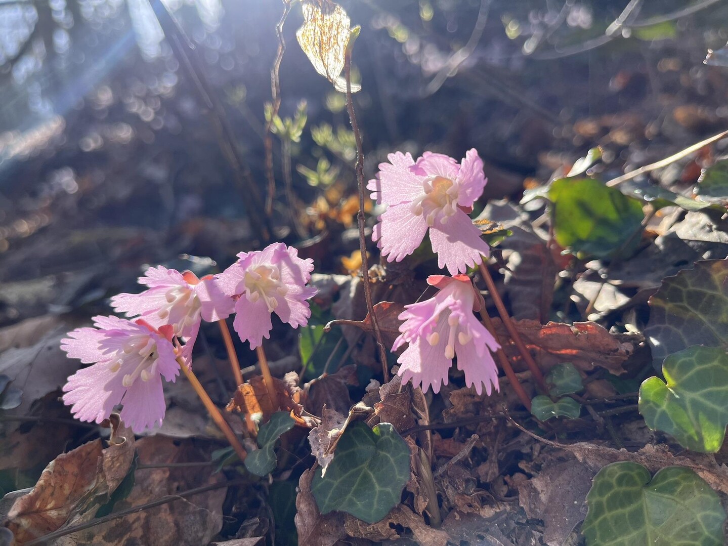 イワウチワを見に関山へ🐾 / hachacha-umemeさんの関山の活動データ | YAMAP / ヤマップ