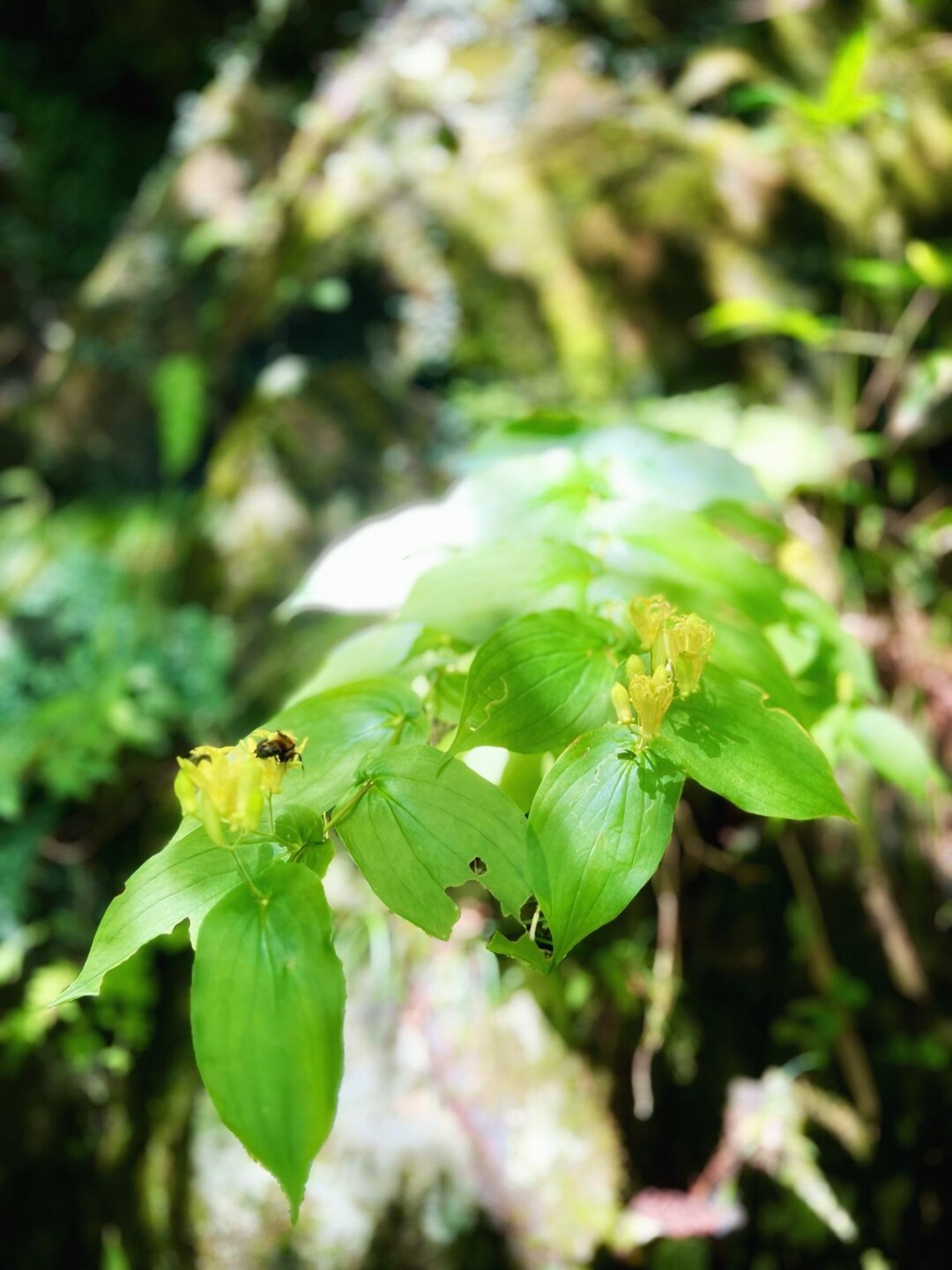 お天気良さげな筑波山へ𓍯 / kuniさんの筑波山の活動日記へのコメント一覧 | YAMAP / ヤマップ