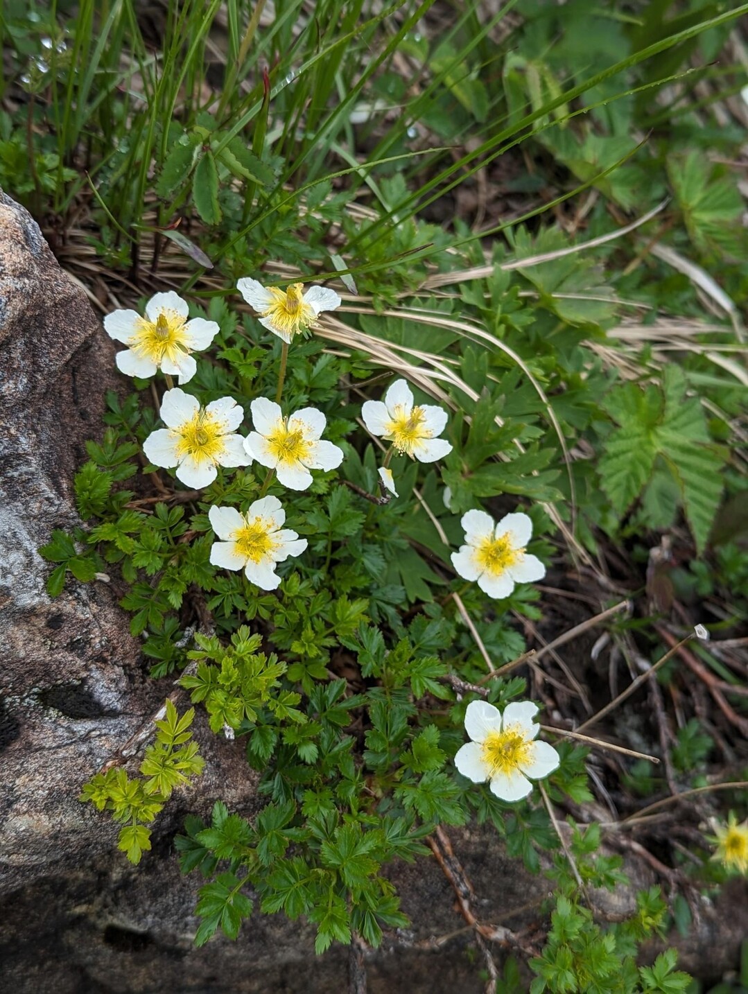 谷川岳で出逢ったお花たち 其の四 と、思... / soraさんのモーメント | YAMAP / ヤマップ