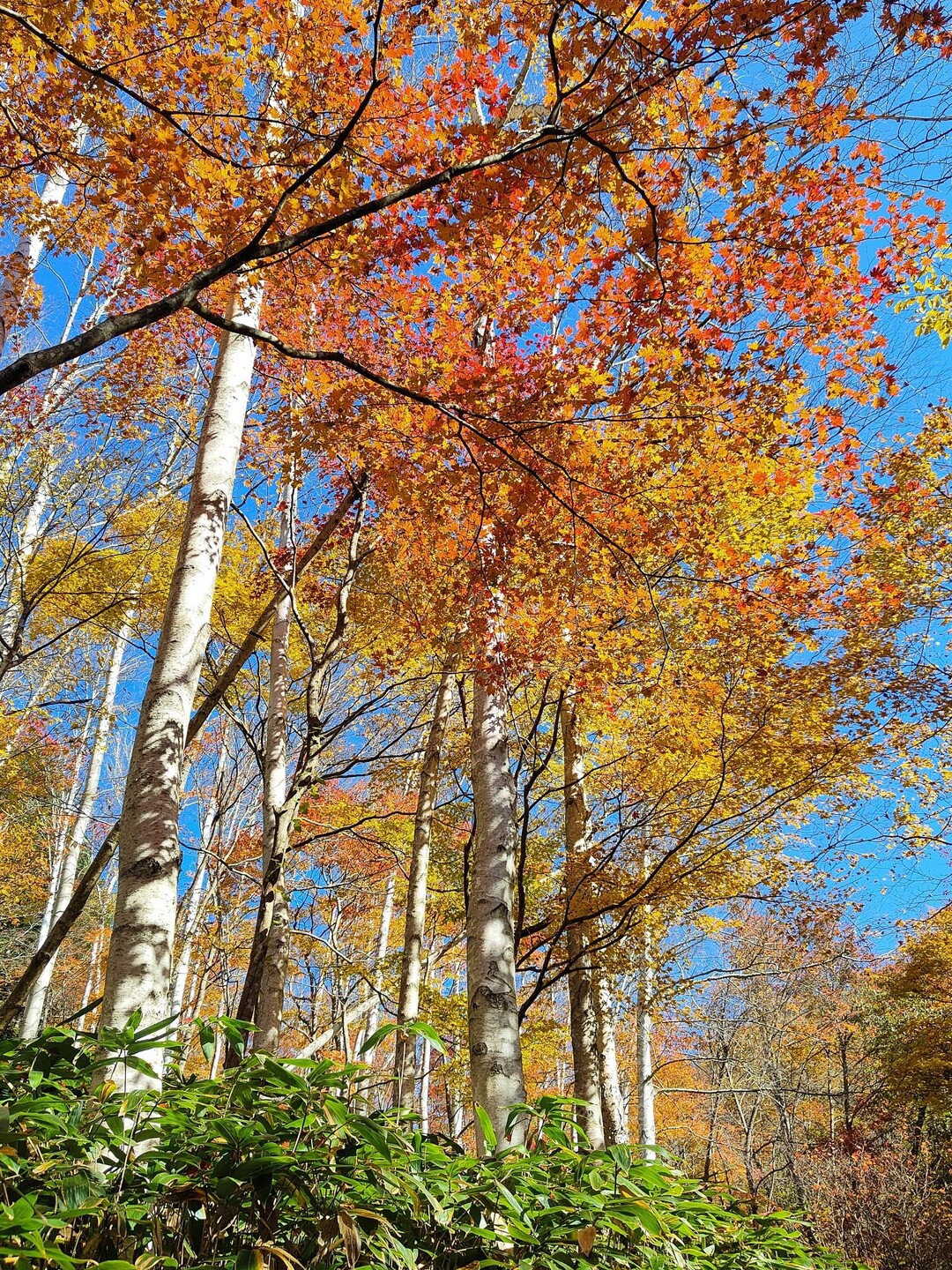 牛曳山・伊良谷山・毛無山 / Route 66さんの比婆山・立烏帽子山・吾妻山の活動データ | YAMAP / ヤマップ