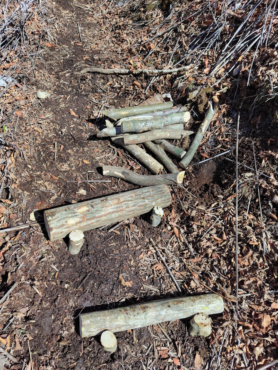 親父山 高千穂山の会のお手伝い / nanaoさんの祖母山の活動データ | YAMAP / ヤマップ