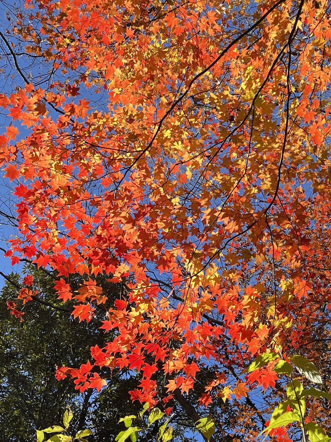 雪入山、半田山 / R352さんの雪入山・青木葉山・閑居山の活動データ | YAMAP / ヤマップ