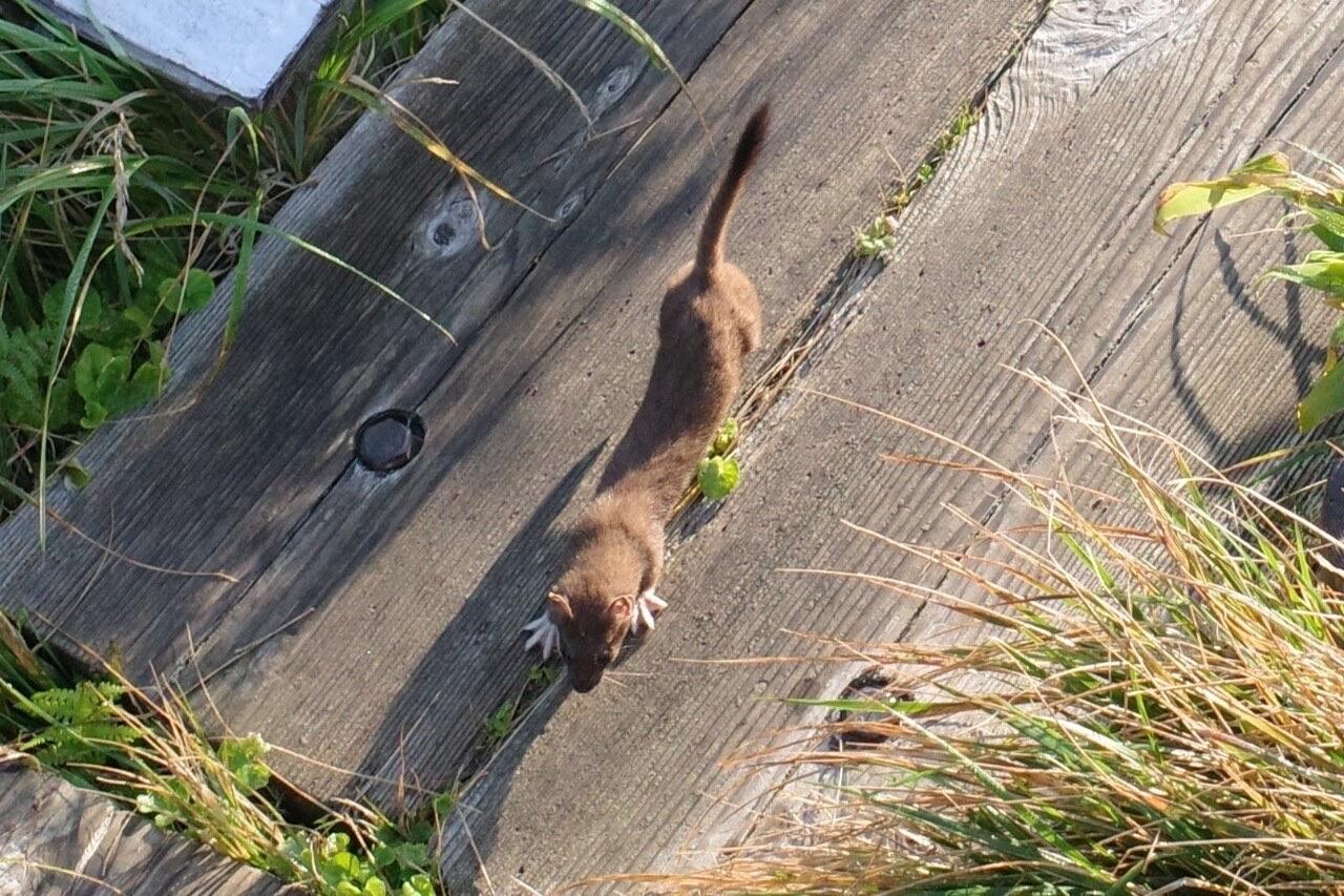 オコジョが見れたよ！月山 / saiさんの月山の活動データ | YAMAP / ヤマップ