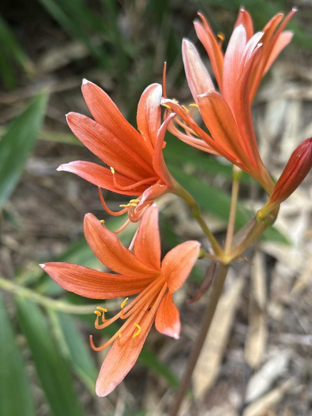 8月到来〜夏本番ですね🏖️ 気になるお... / 💖🐰Roco🐰💖さんのモーメント | YAMAP / ヤマップ