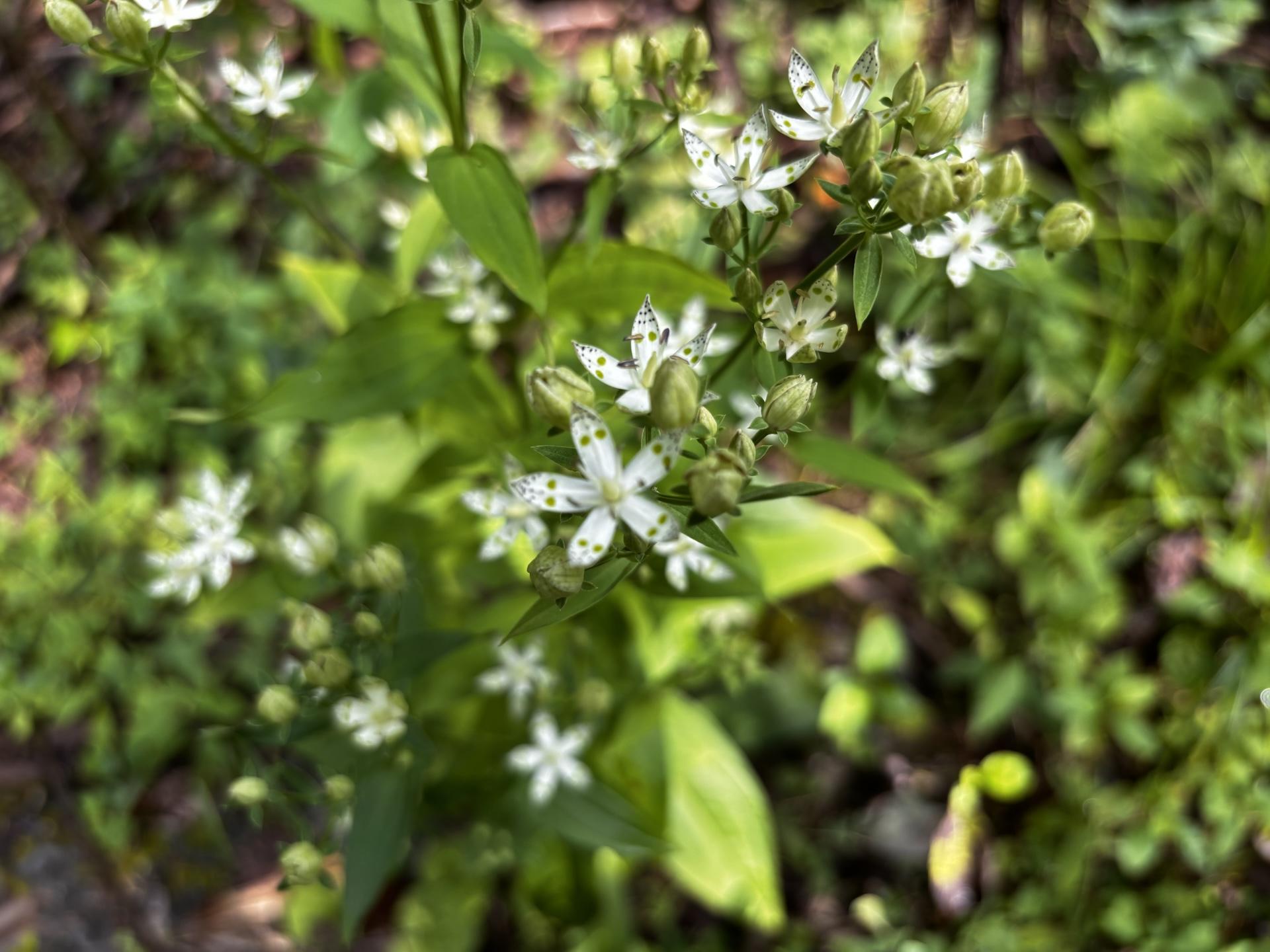 アケボノソウを探してPART2 / SUGAさんの物見山（種山）の活動データ | YAMAP / ヤマップ