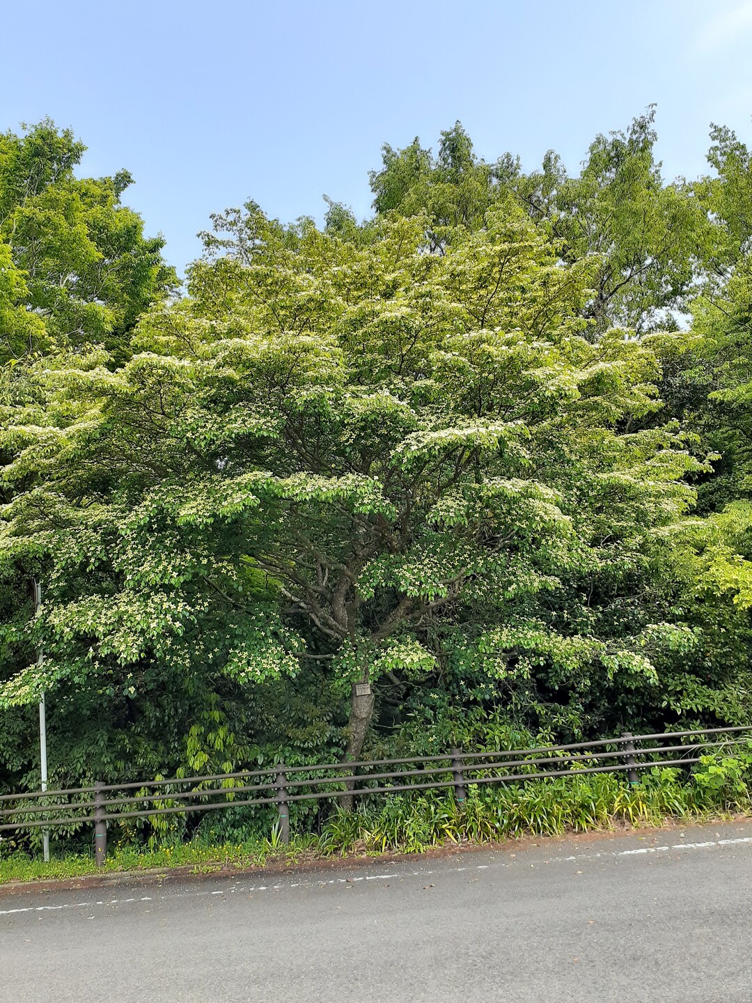 2021.05.14(金) 05:03 / ホームズさんのモーメント | YAMAP / ヤマップ