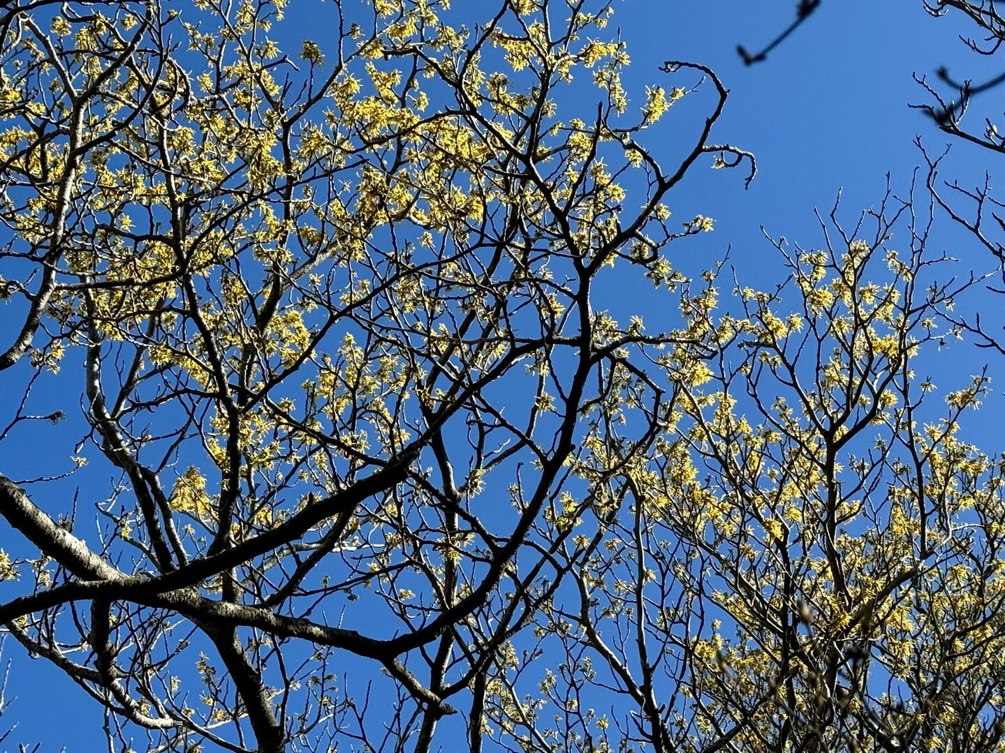 ＂Yellow MANSAKU＂that shine against the Blue-Sky at Mt. TARA / Red-RAV4💫さんの多良岳・経ヶ岳・五家原岳の活動データ ...