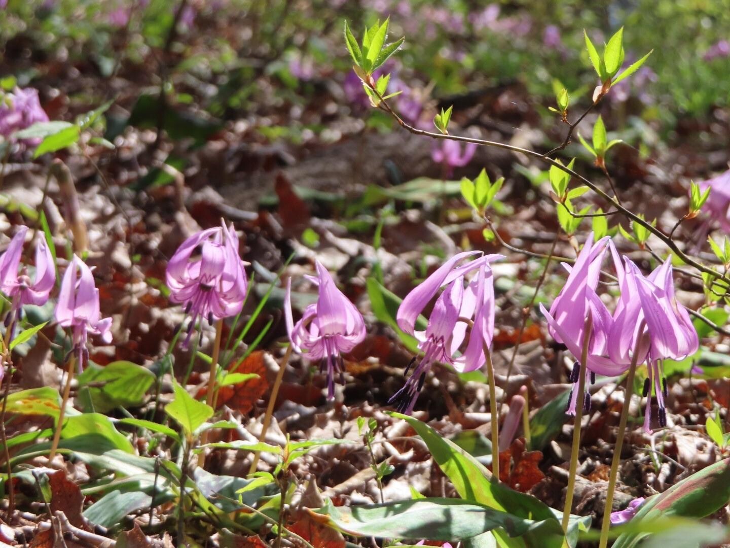 カタクリを愛でに💕小塩山 / otaksaさんのポンポン山・釈迦岳・小塩山・若山の活動データ | YAMAP / ヤマップ