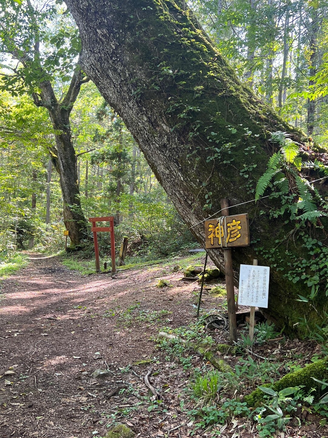 夢見平からの笹ヶ峰牧場 / 29sukiさんの妙高山・火打山の活動データ | YAMAP / ヤマップ