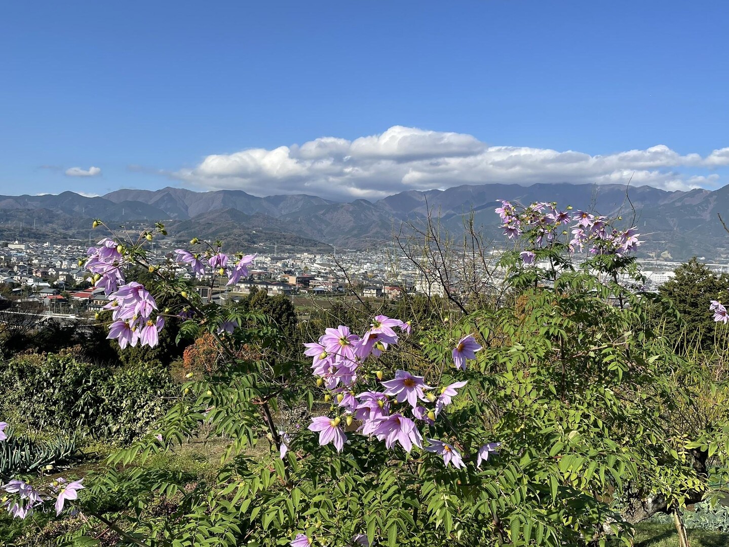 頭高山・八国見山・浅間台 / hal0330さんの八国見山・頭高山の活動データ | YAMAP / ヤマップ