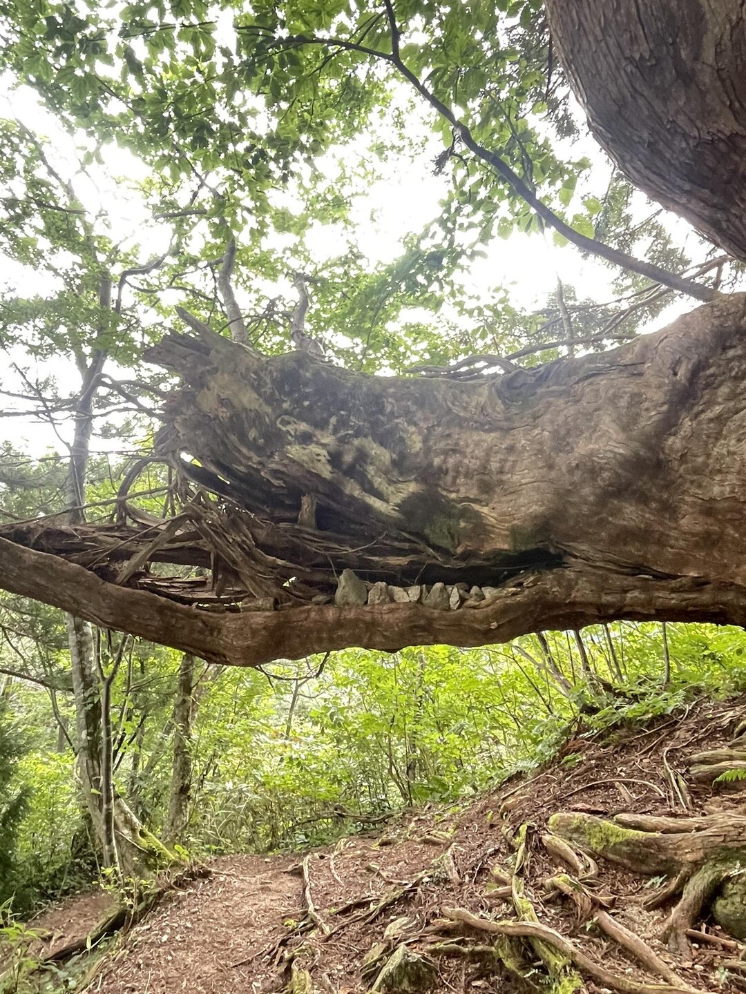 剱岳で途中まで丸山(早月小屋)ピストン / tatuさんの剱岳の活動データ | YAMAP / ヤマップ