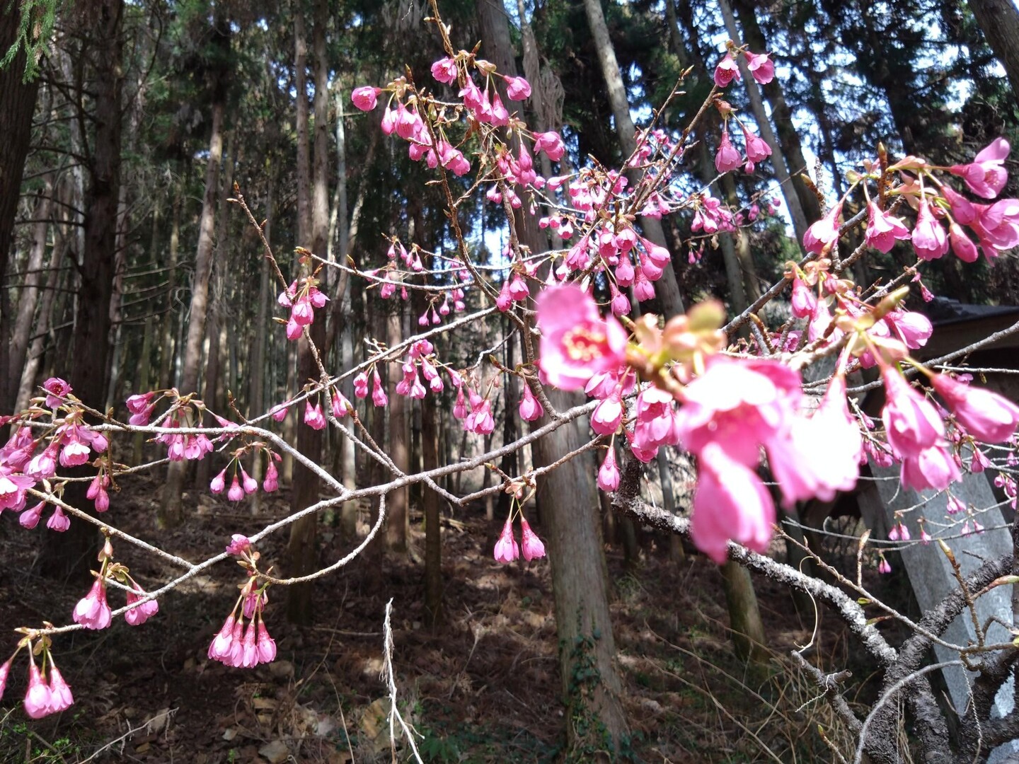 妙義山・大小山 / USSAさんの大小山（妙義山）・西場富士の活動データ | YAMAP / ヤマップ