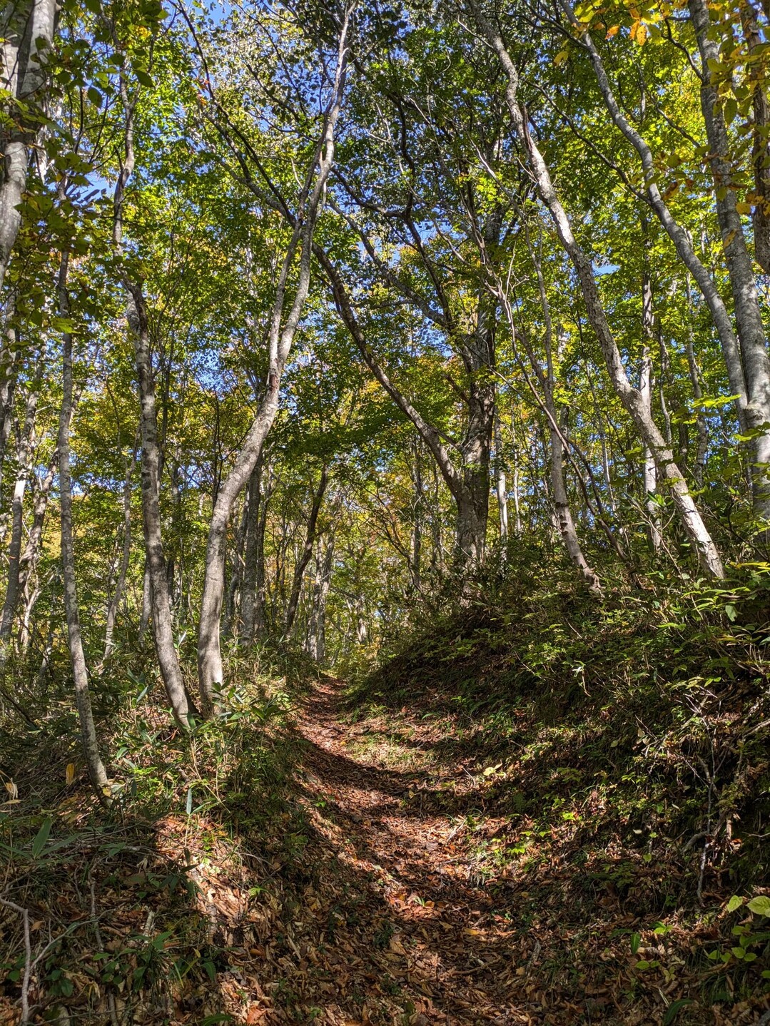 高清水通り軽整備の旅 / 大黒森PJ(旧FCドロンパ)さんの月山の活動データ | YAMAP / ヤマップ