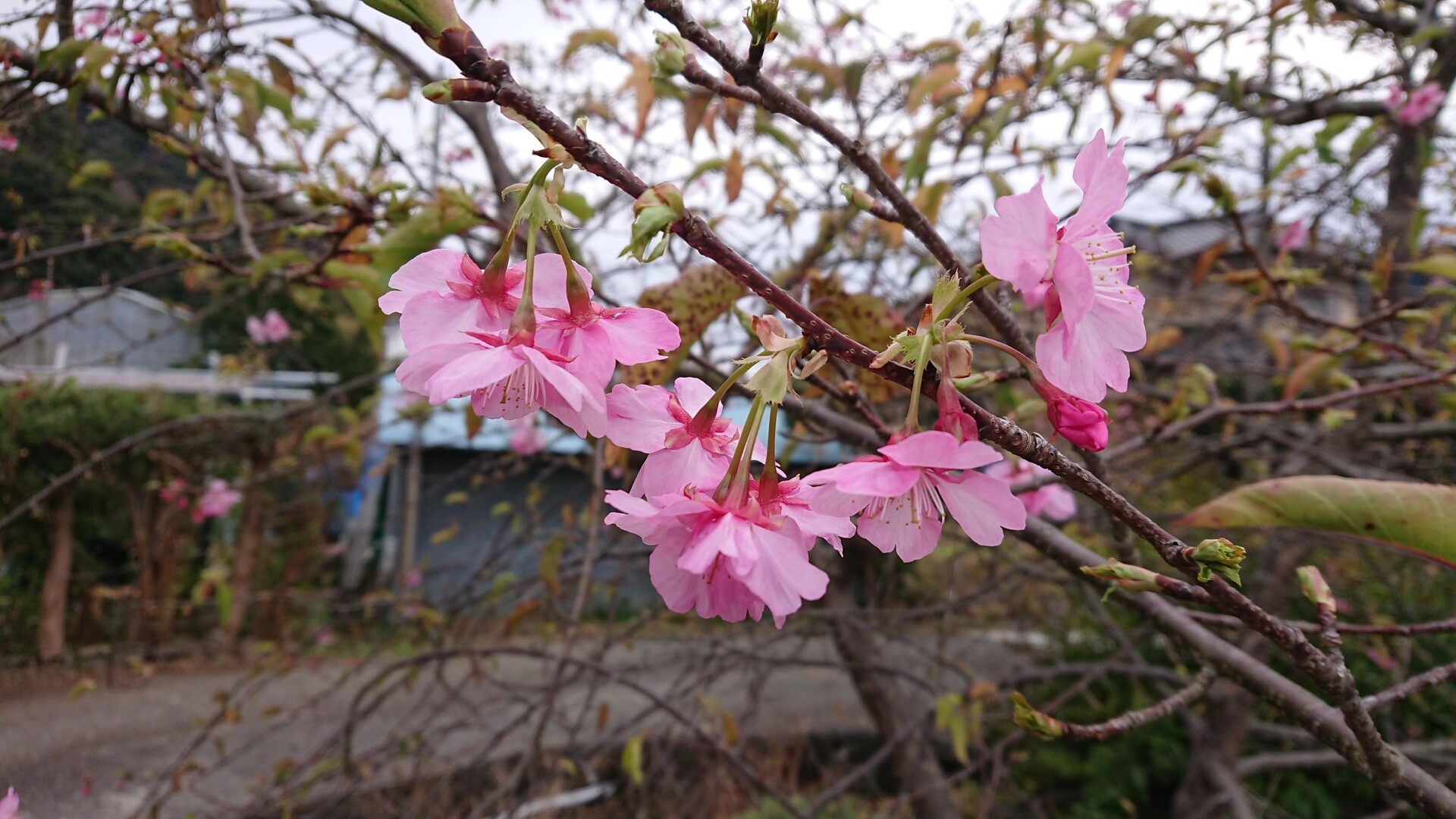 ひとり下田河津駅伝 / Aldenteさんの天城山・鉢ノ山・三筋山の活動データ | YAMAP / ヤマップ