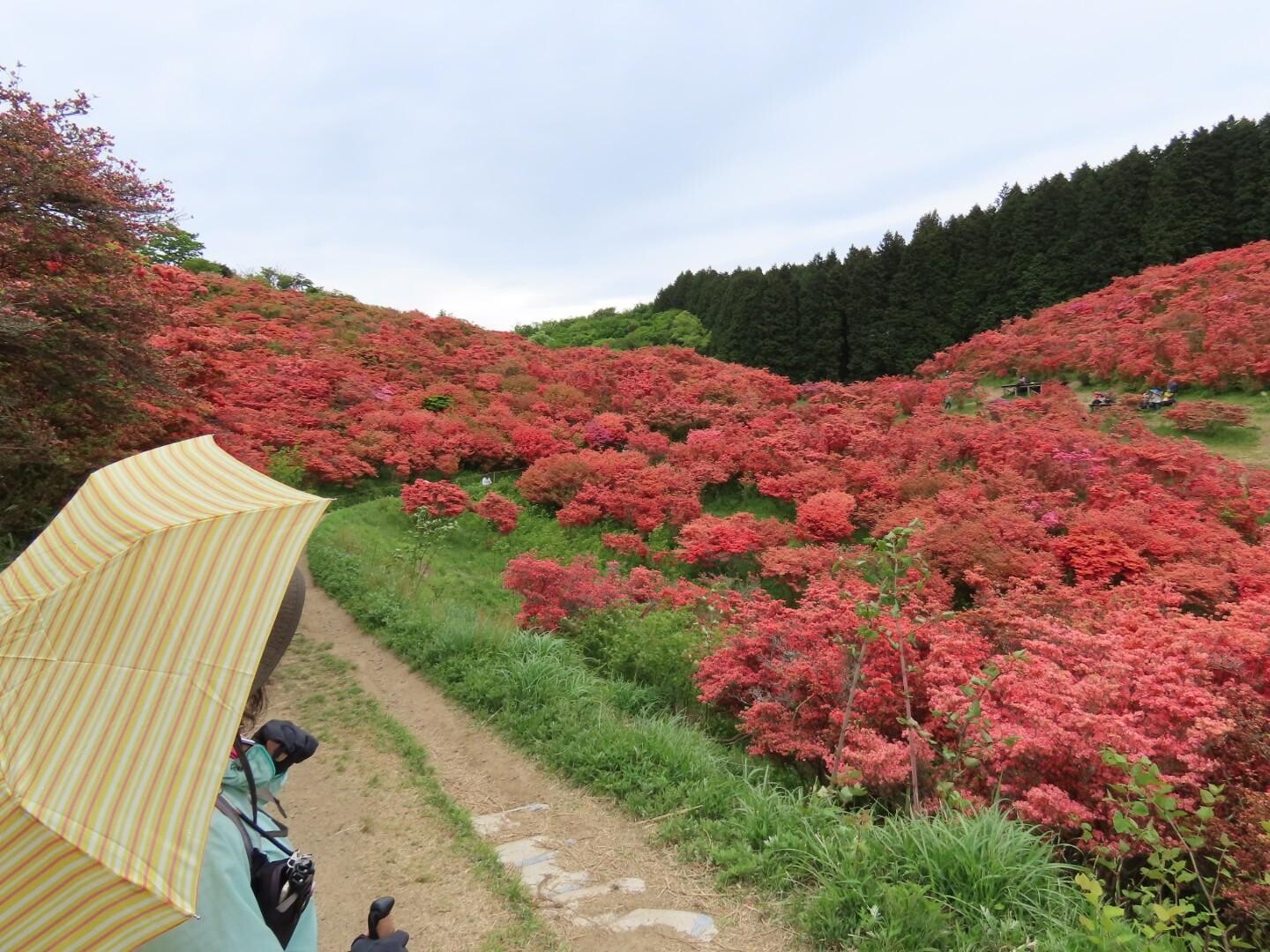 間に合った…葛城山 / mamiさんの金剛山・二上山・大和葛城山の活動データ | YAMAP / ヤマップ