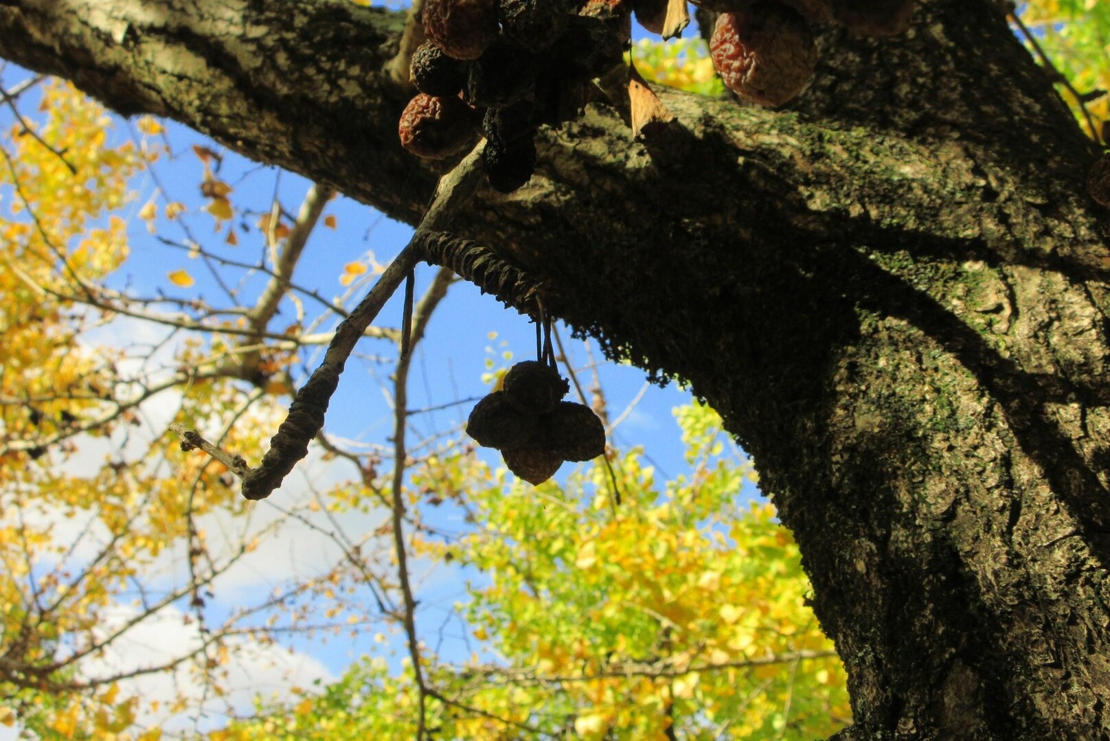 銀杏畑から東福寺観音卍へ / SAYOKOさんの明星山・白金山の活動データ | YAMAP / ヤマップ