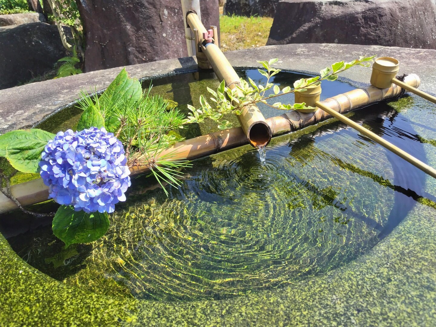 大麻山 / mipotさんの大麻山の活動日記 | YAMAP / ヤマップ