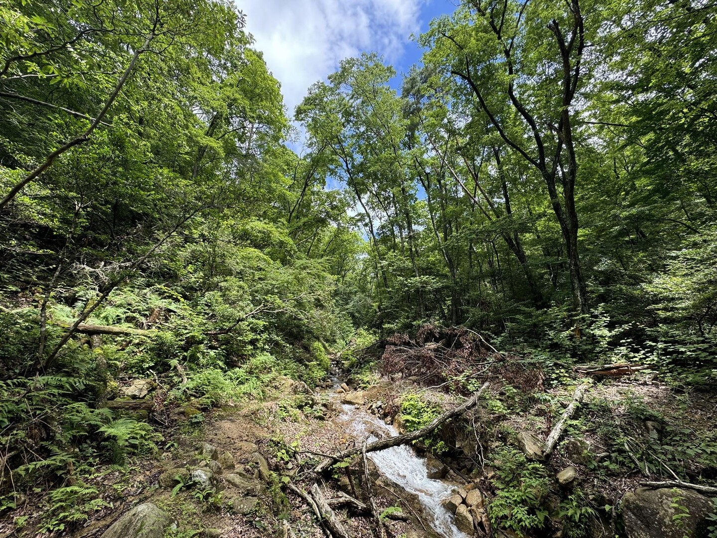 高岳 / maecciさんの剣尾山・横尾山・行者山の活動日記 | YAMAP / ヤマップ