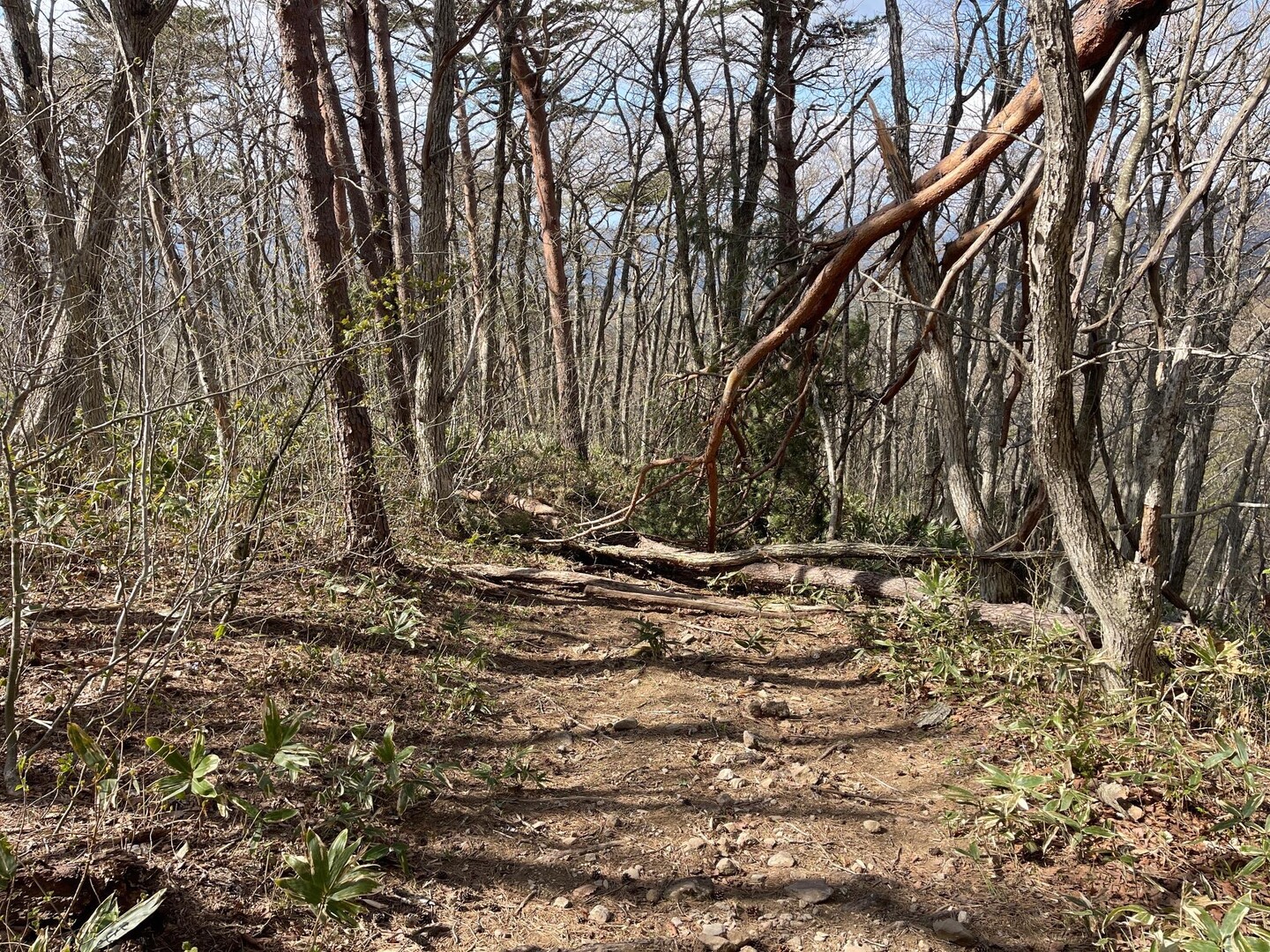 DDT-EXさんの投稿したフィールドメモ | YAMAP / ヤマップ