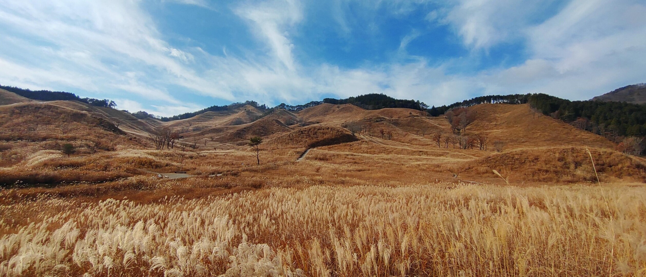 砥峰高原 / yshrtrdさんの砥峰高原・峰山高原の活動データ | YAMAP / ヤマップ