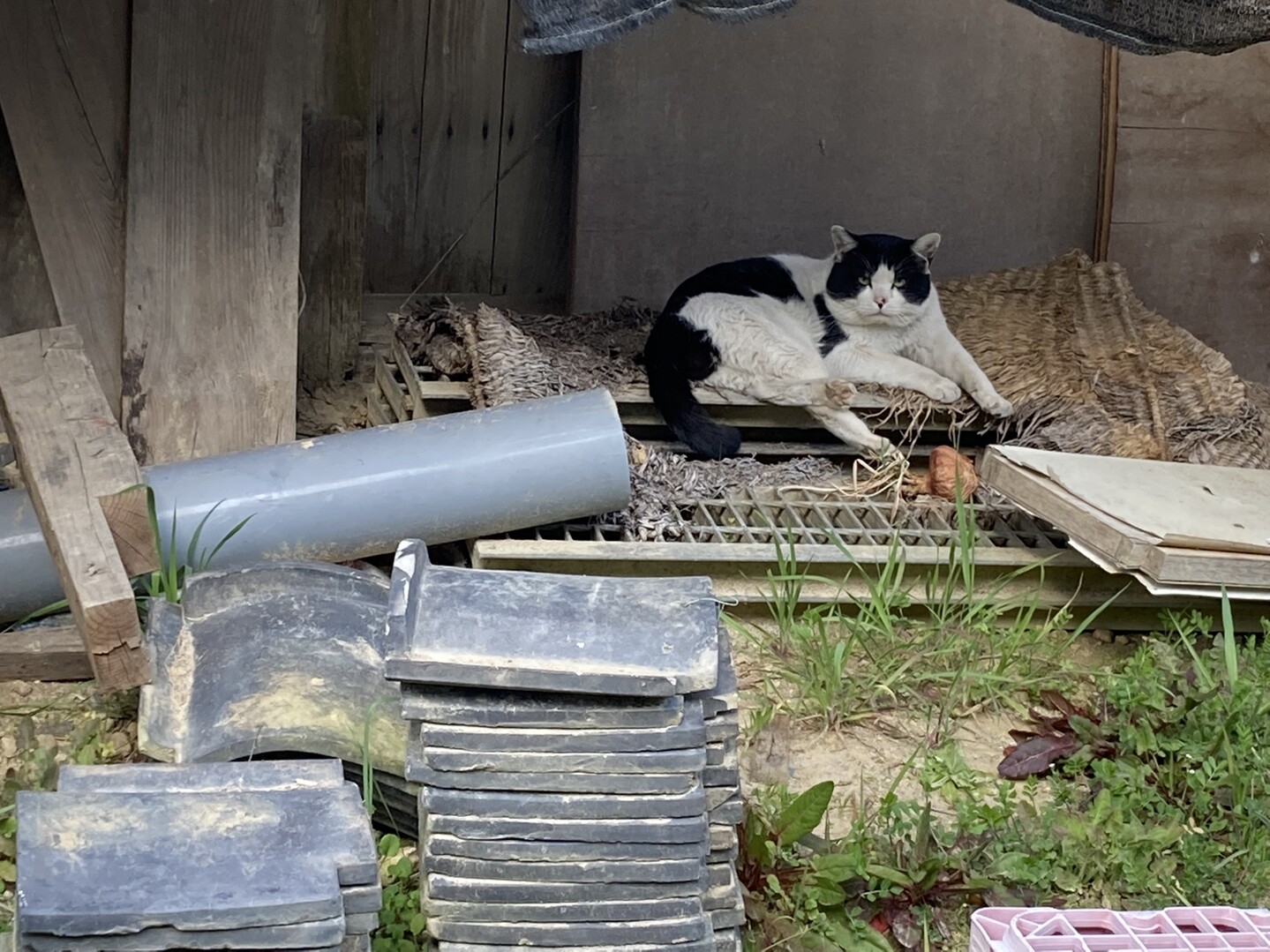 ジョギング通勤 / TQさんのウォーキングの活動日記 | YAMAP / ヤマップ