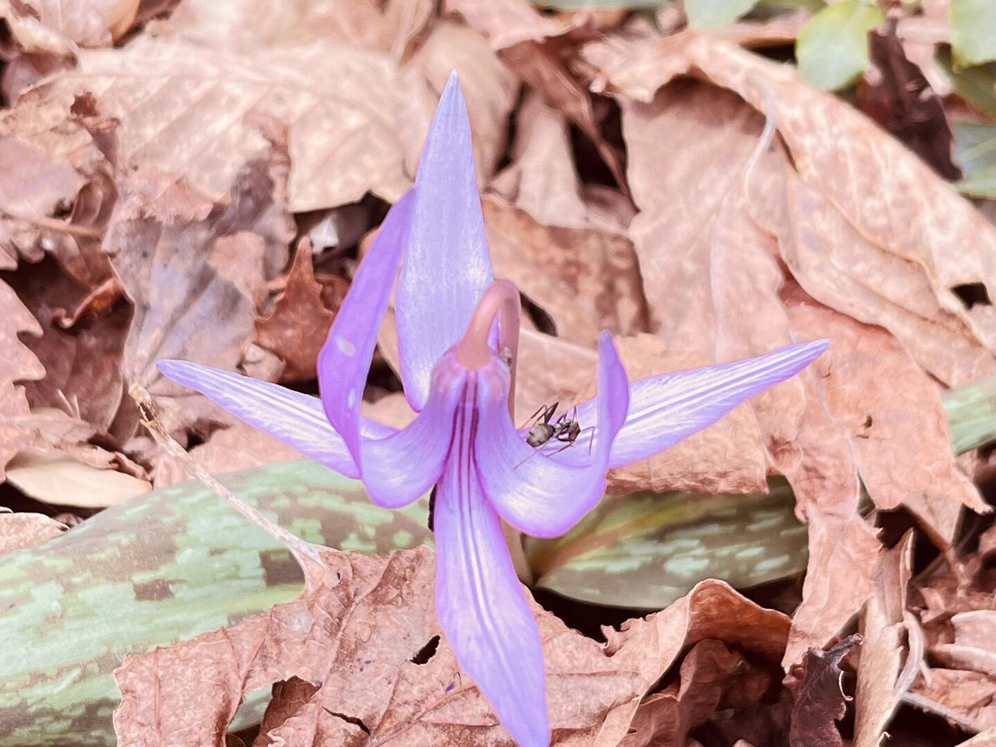 烏帽子岳865m・三国岳894m / たけさんの三国岳・烏帽子岳・ダイラの頭の活動データ | YAMAP / ヤマップ