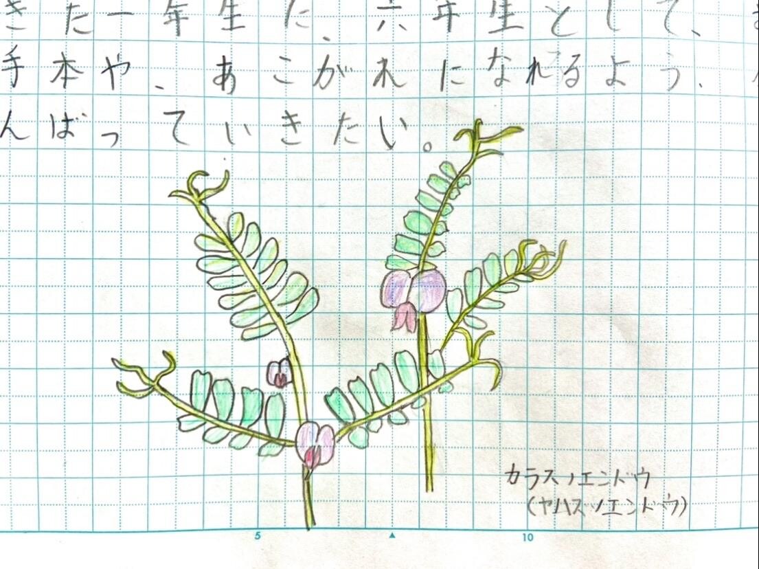 うちの小学六年生は、文章の練習の為、日記... / チハレさんのモーメント | YAMAP / ヤマップ