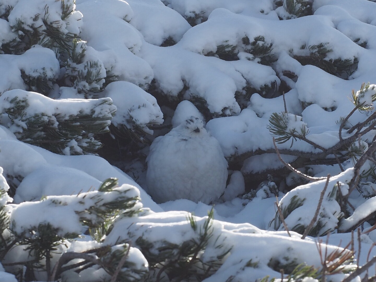 立山リターンズ！笑【室堂山】#GW立山day1 / かおさんの立山・雄山・浄土山の活動データ | YAMAP / ヤマップ