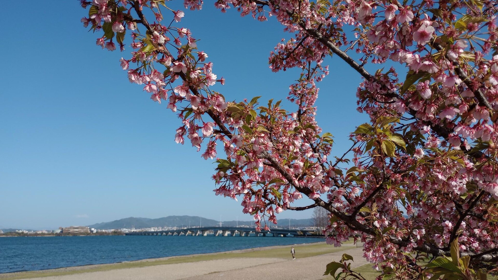 琵琶湖岸をぶらり 2024-04-01 / ふぁんきー.kix さんの京都一周トレイルの活動データ | YAMAP / ヤマップ