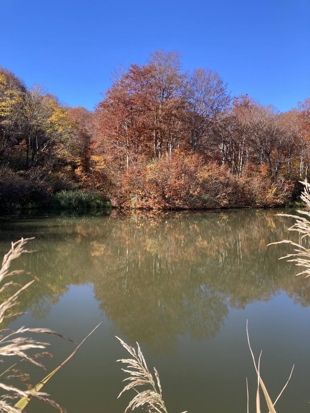 苔とキノコに癒された日曜日だったよ🤗 / naokiさんのモーメント | YAMAP / ヤマップ