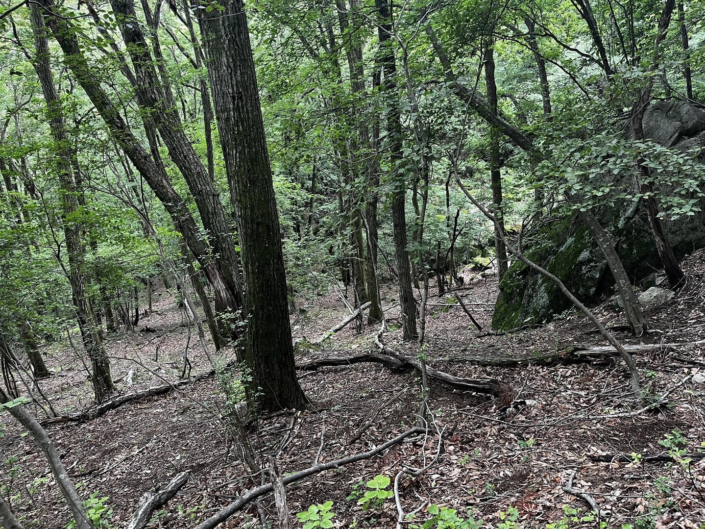 2024/06/24 やっぱ熊居るっぽい / 鳳凰三山のKing Bearさんの甲斐駒ヶ岳・日向山の活動データ | YAMAP / ヤマップ