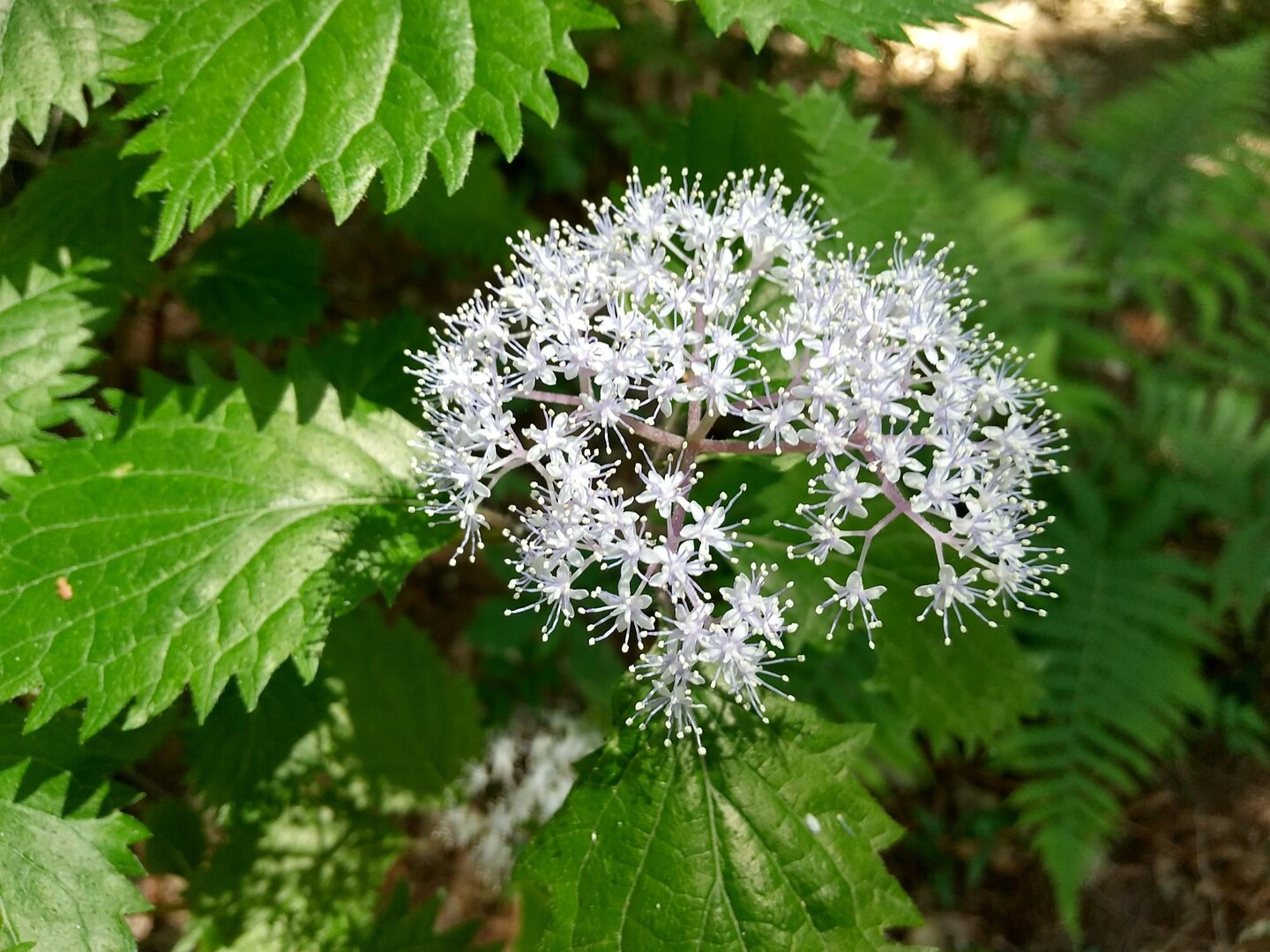 長倉山・鞍掛山・シゲト山・540P・斑根石山 / すみれっこさんの古賀志山・赤岩山・鞍掛山・男抱山・半蔵山の活動日記 | YAMAP / ヤマップ