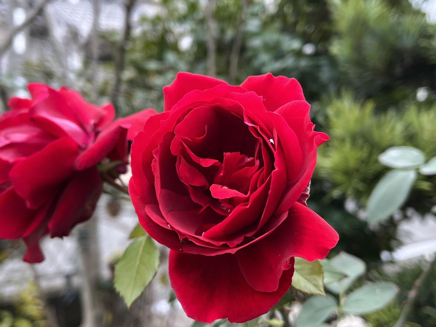 今日でお正月休み終わり。 朝方お天気良く... / greenmoonきくちゃんさんのモーメント | YAMAP / ヤマップ