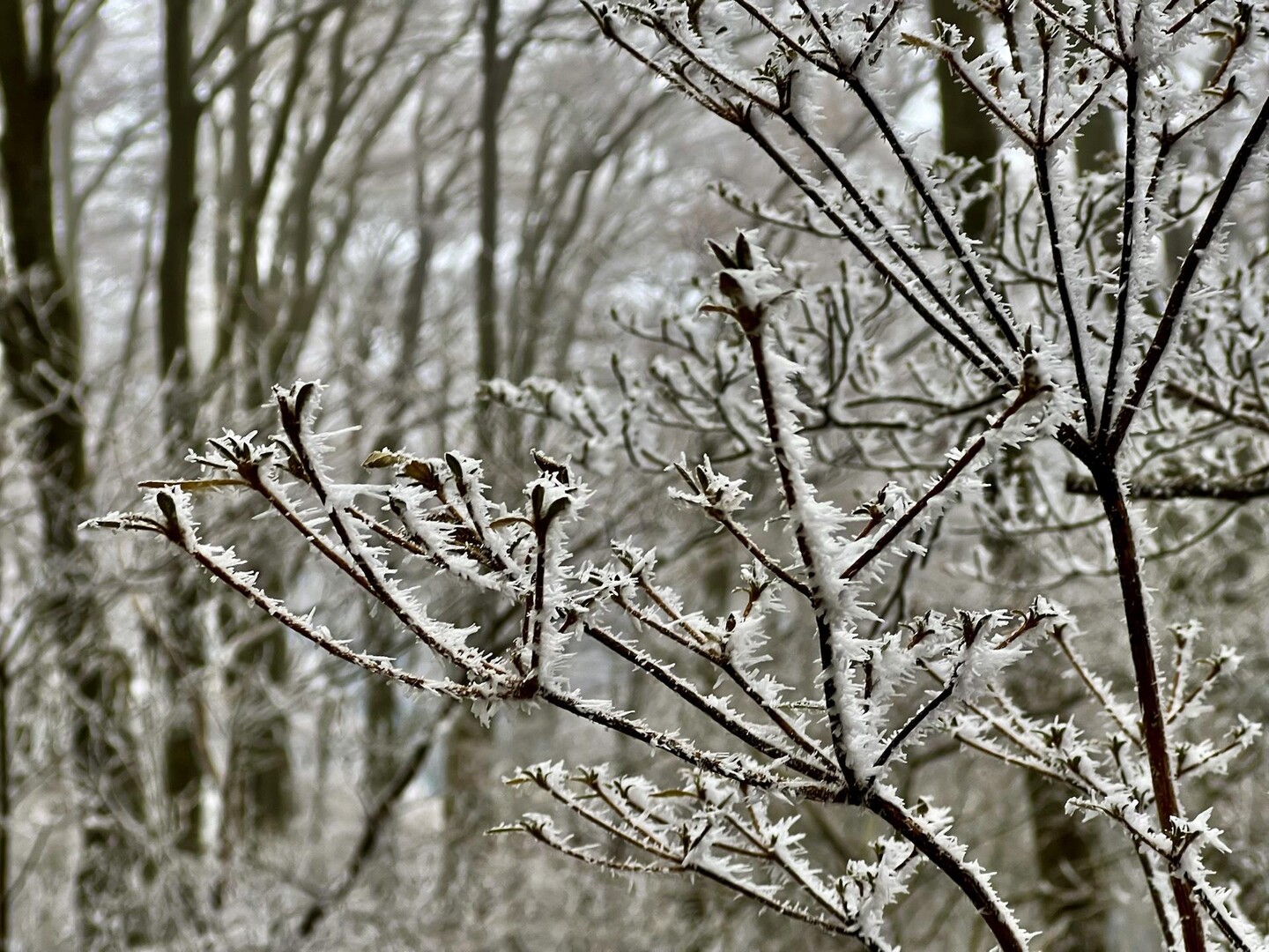 登り初め🏔️金剛山 / moboさんの金剛山・二上山・大和葛城山の活動データ | YAMAP / ヤマップ