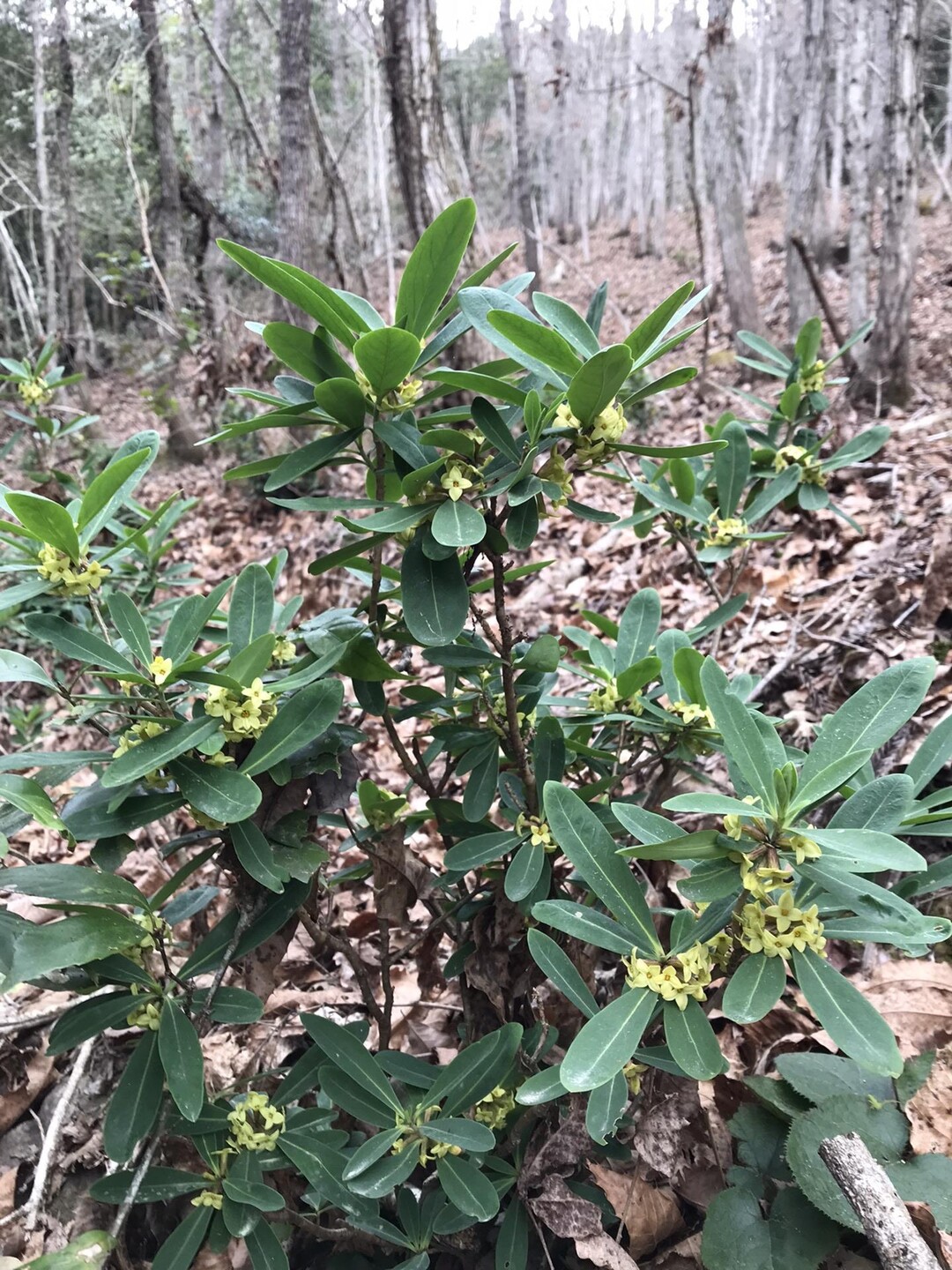 2023.3.12 オニシバリ🍀 / ふぇありぃさんのモーメント | YAMAP / ヤマップ