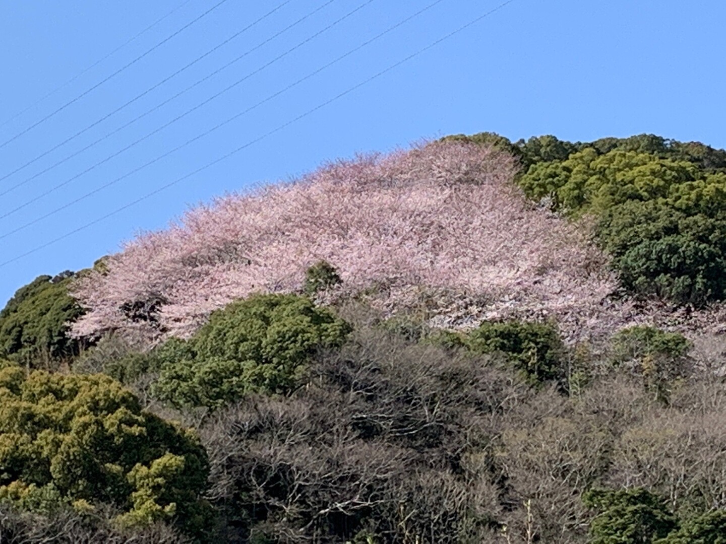 白岳・松尾山・立花山 / yyshigeさんの立花山・三日月山・城ノ越山の活動データ | YAMAP / ヤマップ