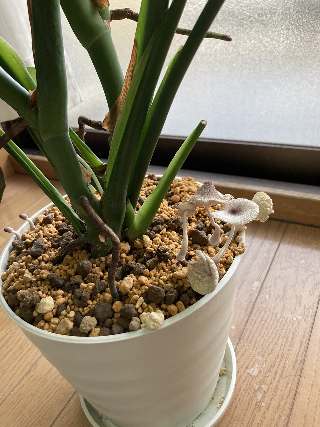 部屋の観葉植物の鉢にキノコが育つ🍄🍄... / Rocheさんのモーメント | YAMAP / ヤマップ