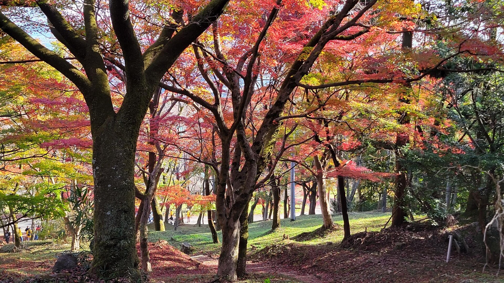 池田山R04.11.27 / 良さんの池田山の活動データ | YAMAP / ヤマップ