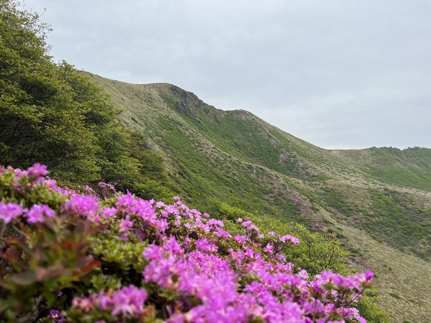 岩井川岳・扇ヶ鼻・星生山 / yucoさんの九重山（久住山）・大船山・星生山の活動日記 | YAMAP / ヤマップ