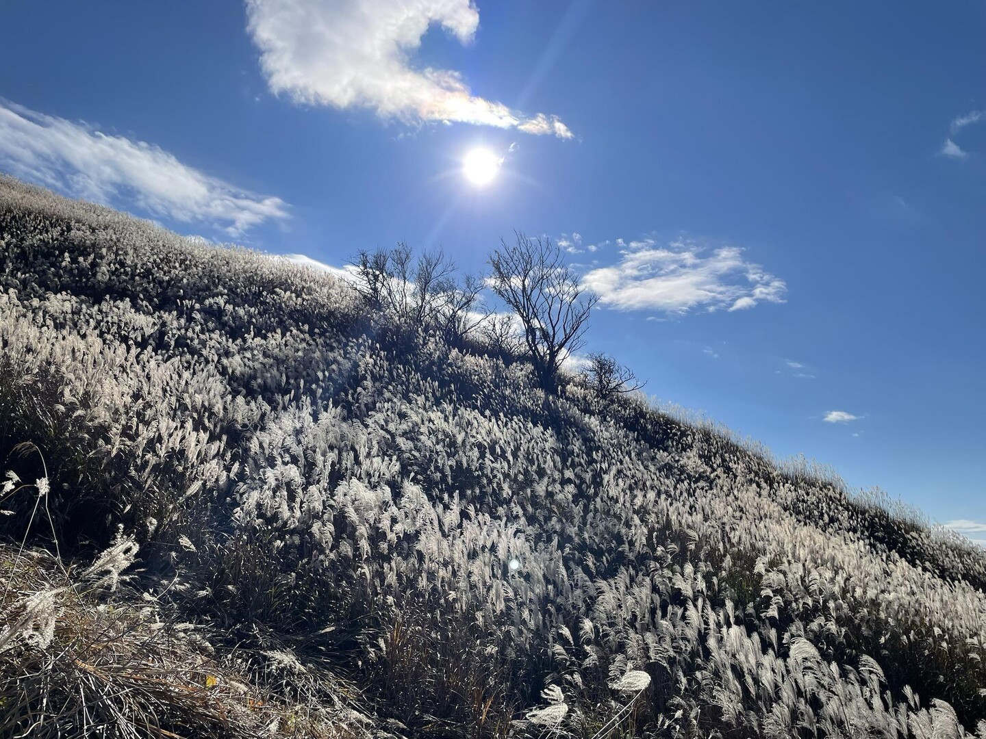 越前岳🌾 / chiさんの愛鷹山・大岳・黒岳の活動データ | YAMAP / ヤマップ