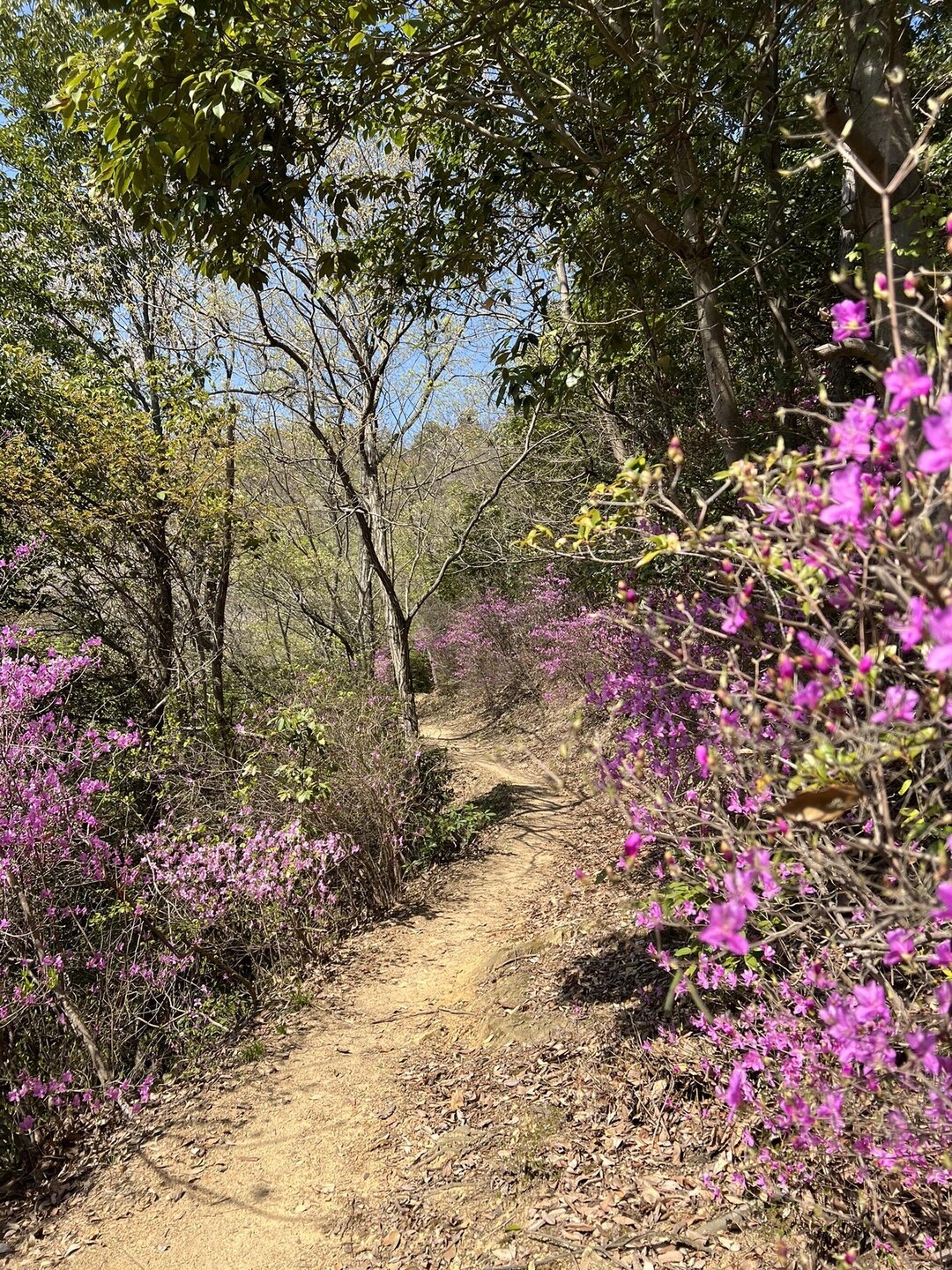 遙照山 / yucoさんの遙照山の活動データ | YAMAP / ヤマップ