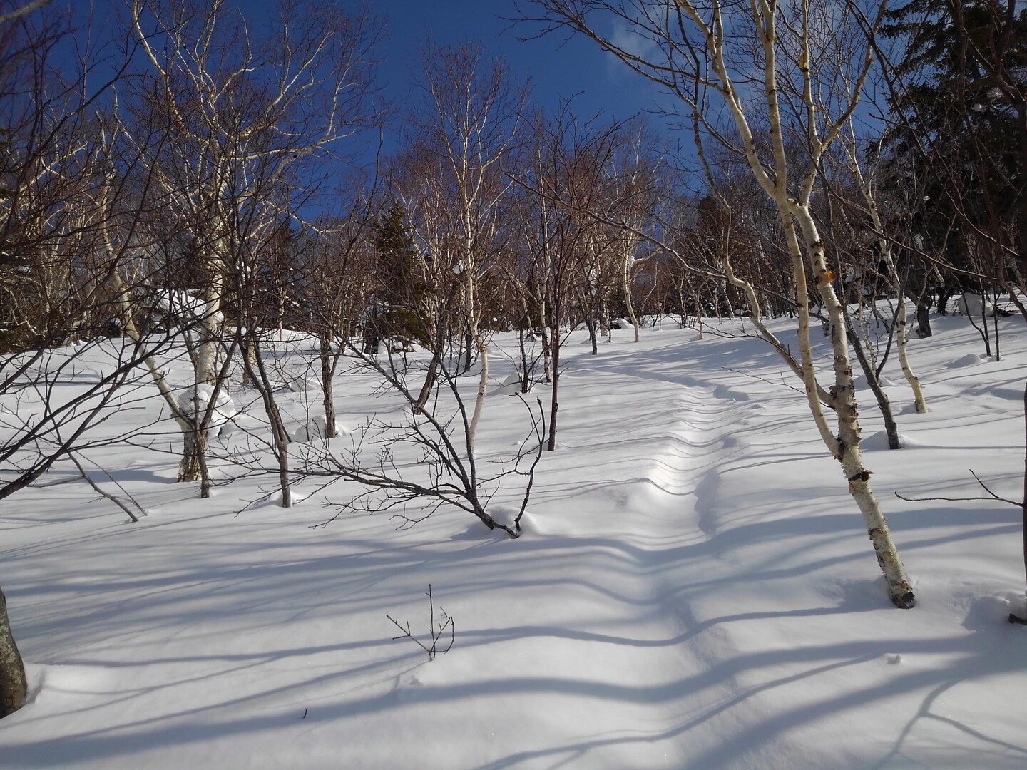 R6-7 遠征 手稲山↑TEINEスキー / nob3さんの手稲山・奥手稲山の活動データ | YAMAP / ヤマップ