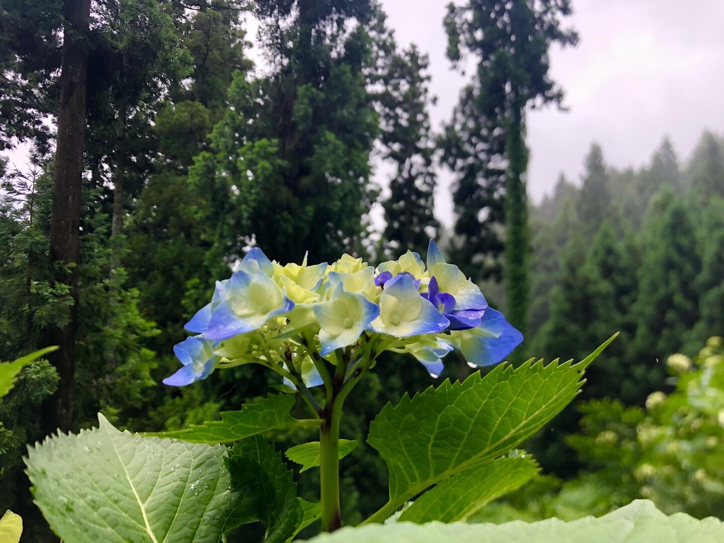 第75話・RRR‼️ / Naluさんの菩提寺山・高立山・護摩堂山の活動データ | YAMAP / ヤマップ