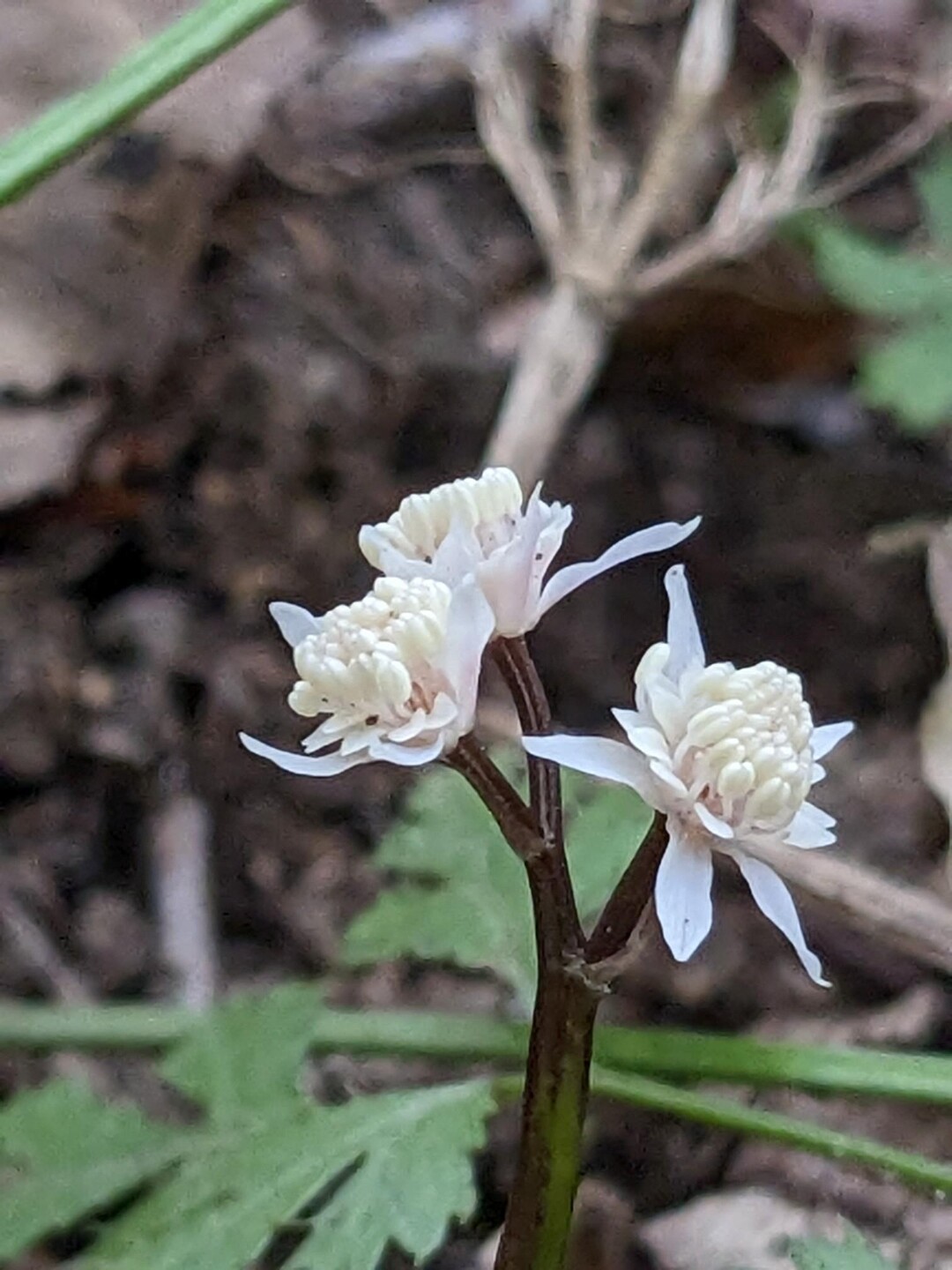 四王寺山2周🌀🌀 🏃 / neyさんの四王寺山・大城山・大原山の活動データ | YAMAP / ヤマップ