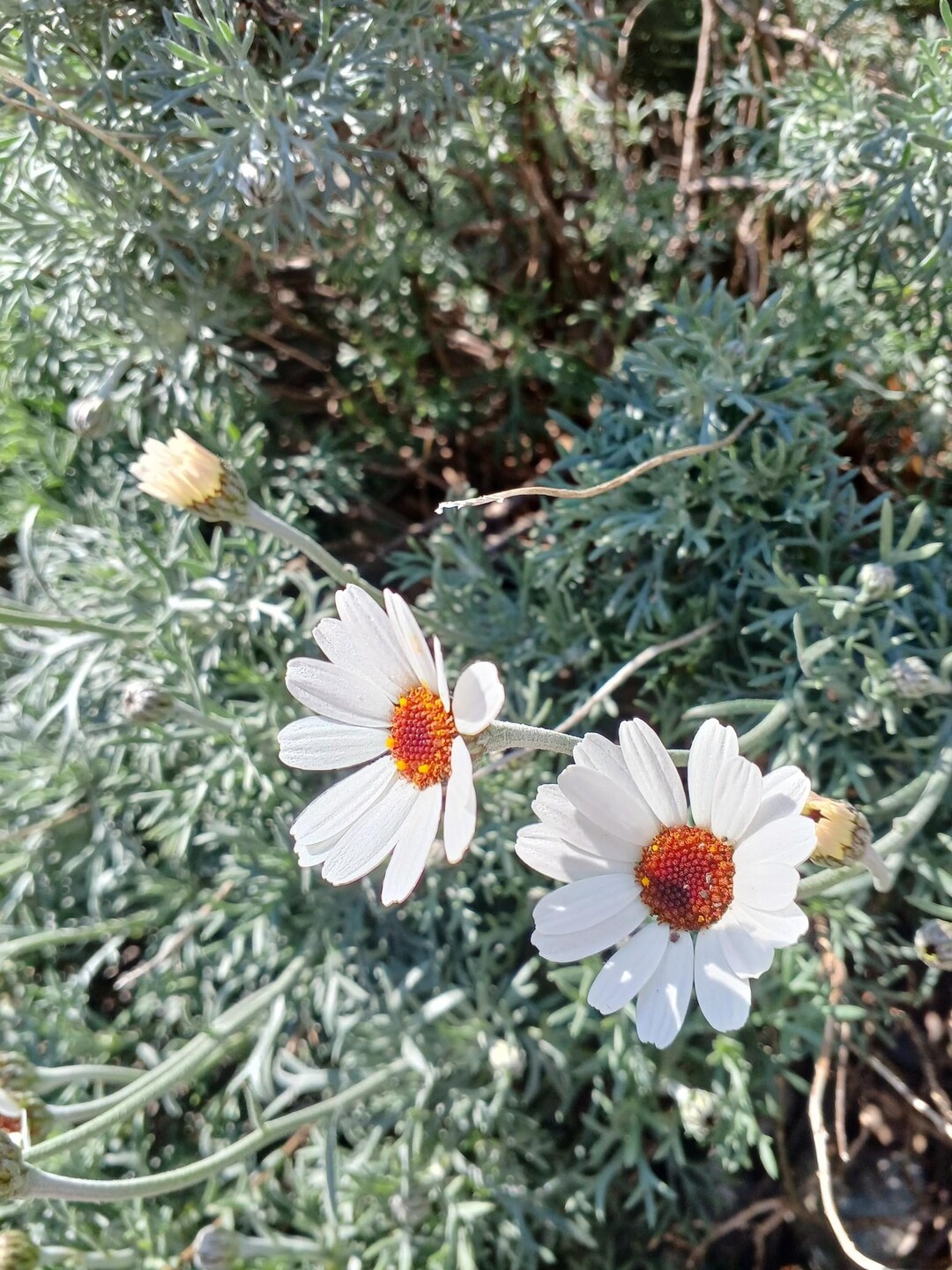 ローダンセマム💠 花言葉は「永遠の愛」... / hiroさんのモーメント | YAMAP / ヤマップ