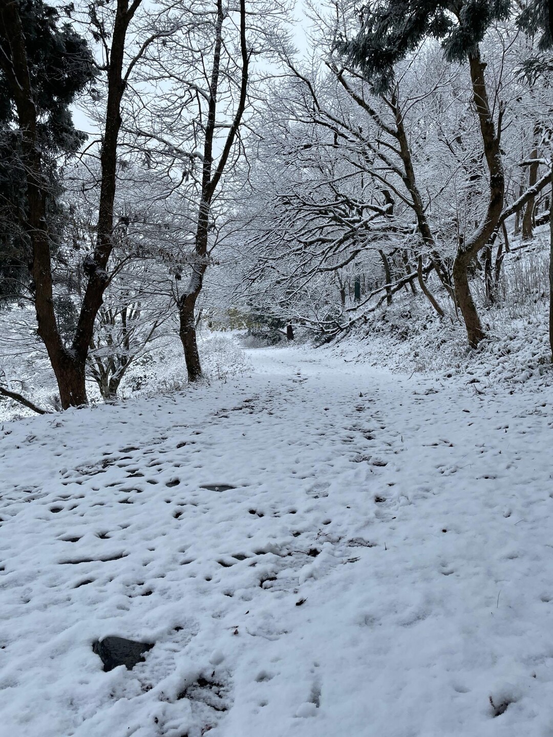 14Dec trail, very first snow this season along the trail / run4funさんの比叡山・横高山・梶山の活動データ | YAMAP / ヤマップ
